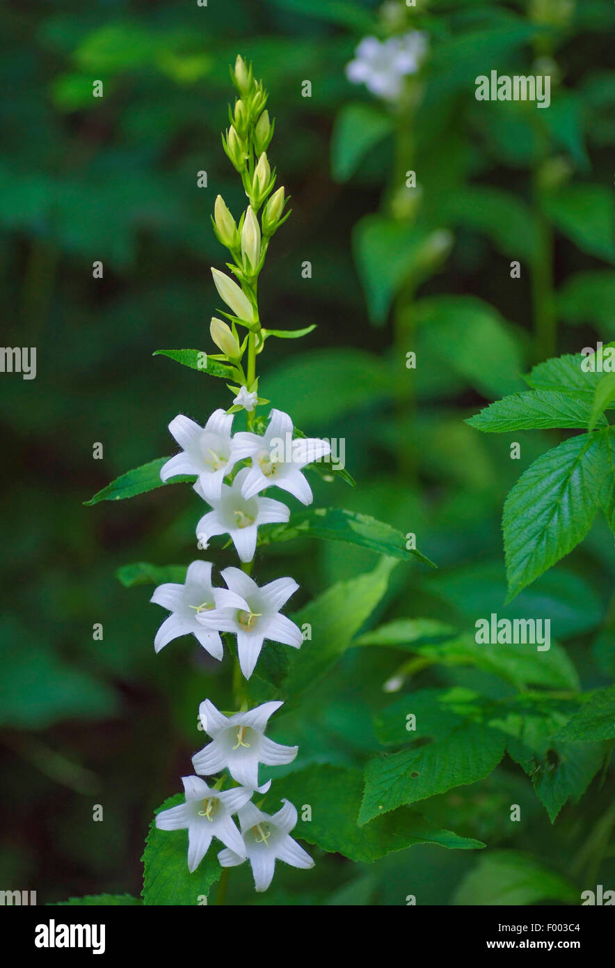 giant bellflower, great bellflower (Campanula latifolia), inflorescence ...