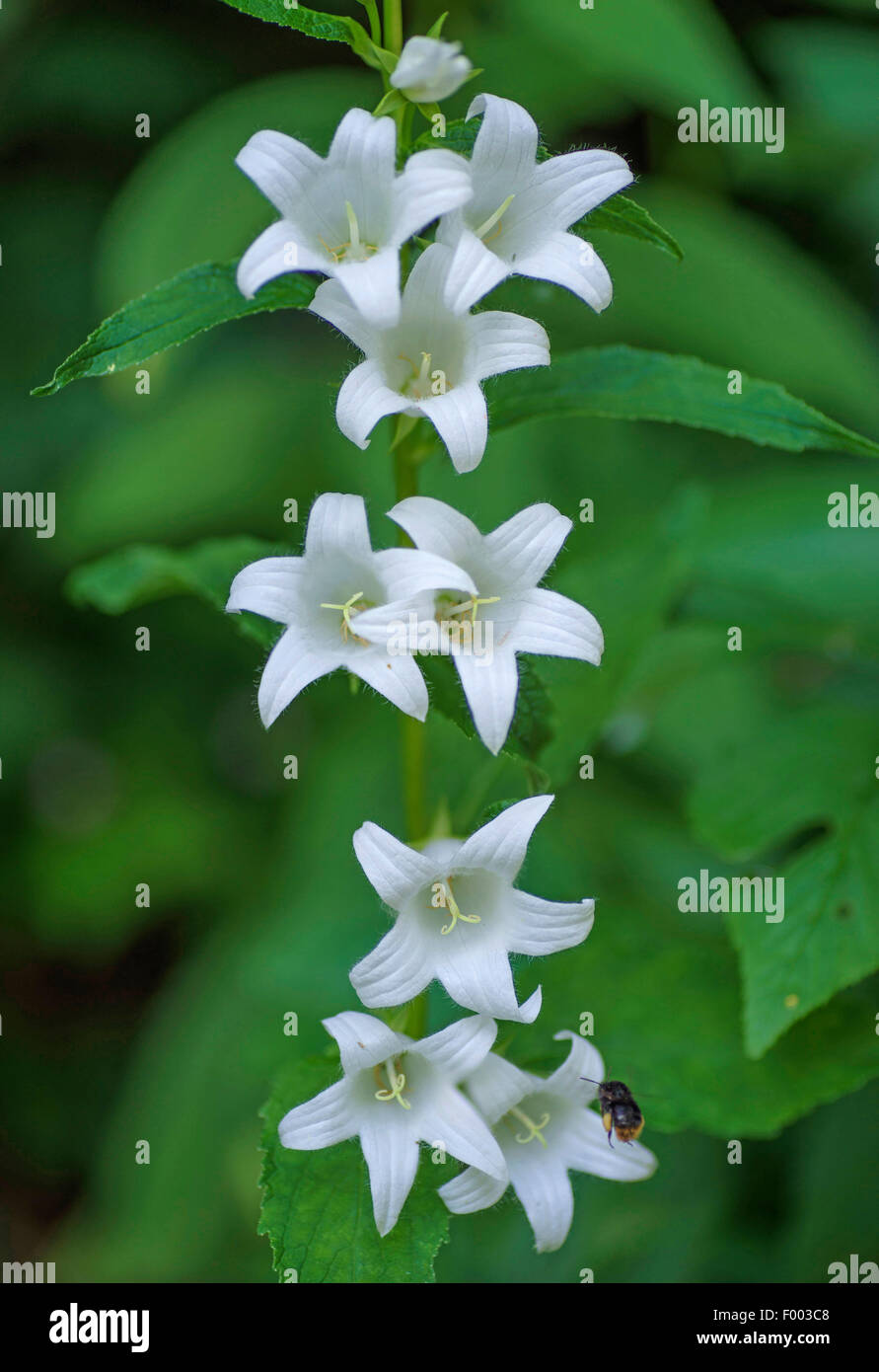 giant bellflower, great bellflower (Campanula latifolia), inflorescence ...