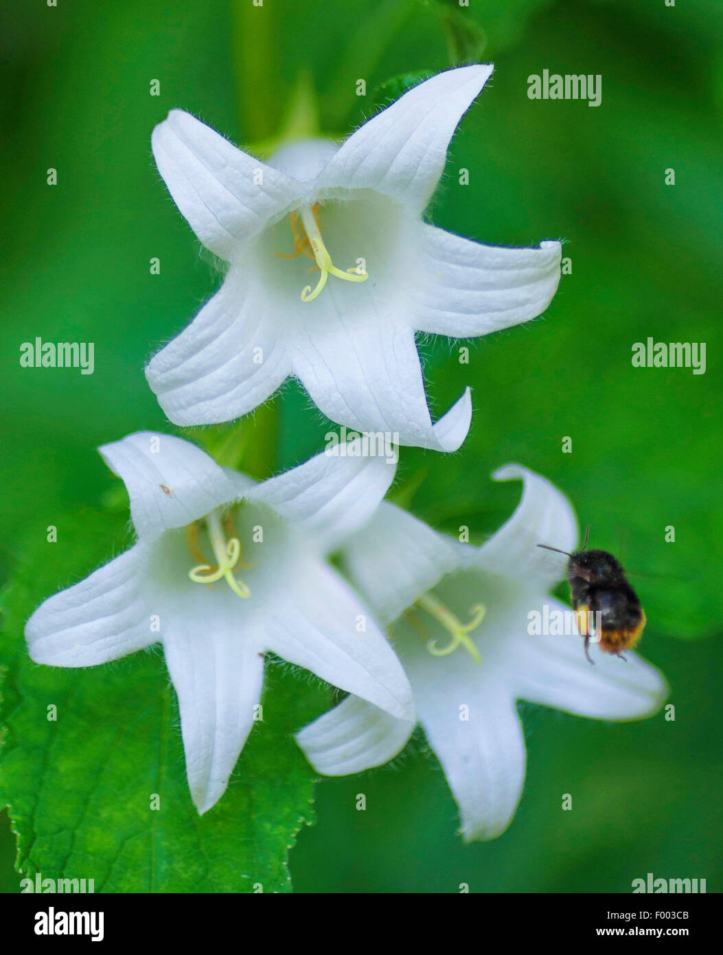 giant bellflower, great bellflower (Campanula latifolia), inflorescence ...