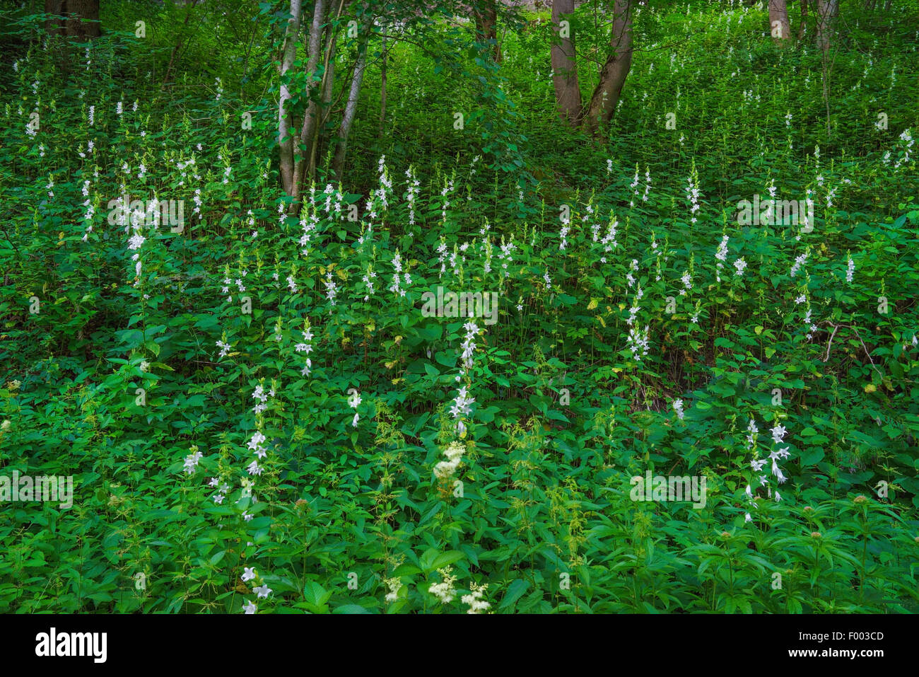 giant bellflower, great bellflower (Campanula latifolia), population ...