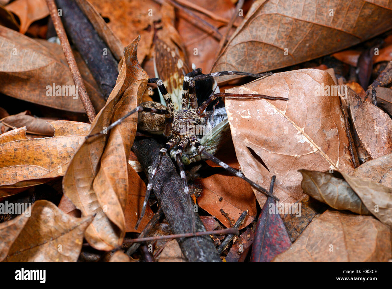 Zebra spider (Viridasius spec.), feeds a cicada, Madagascar, Nosy Be ...