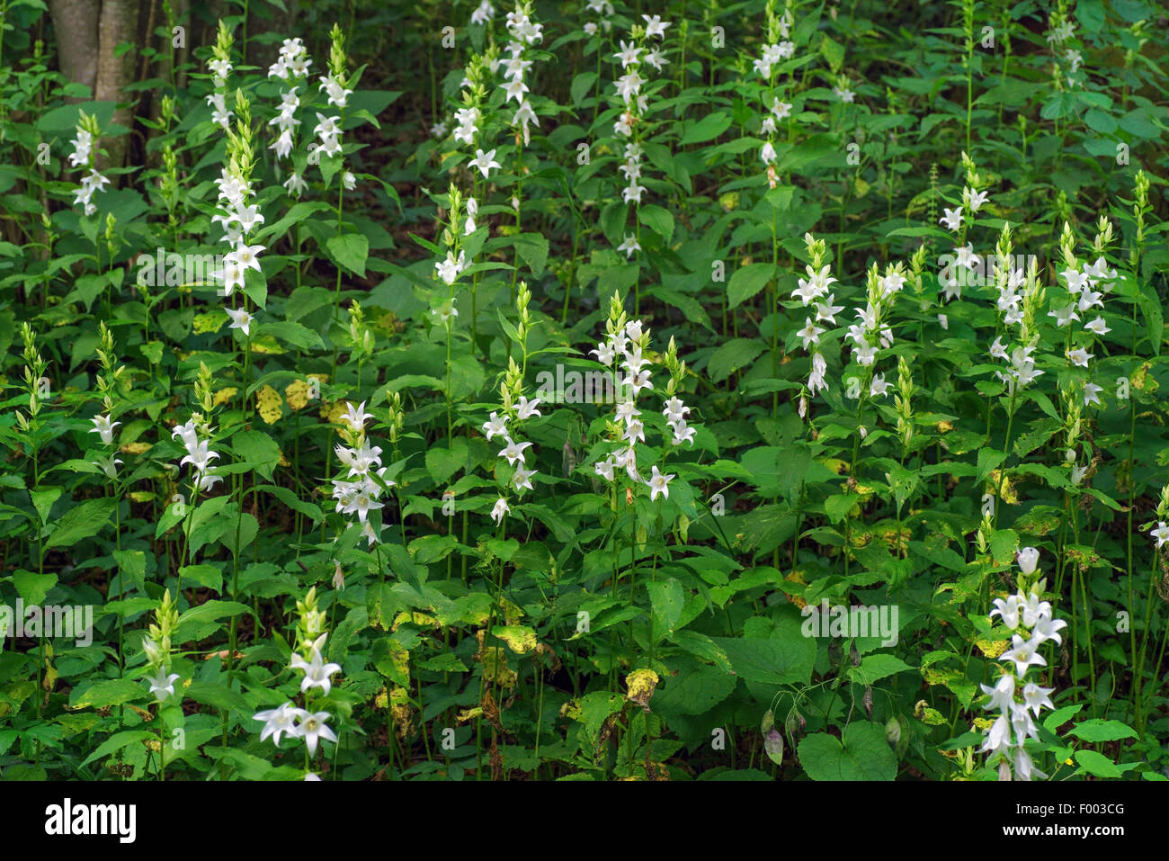 giant bellflower, great bellflower (Campanula latifolia), population ...