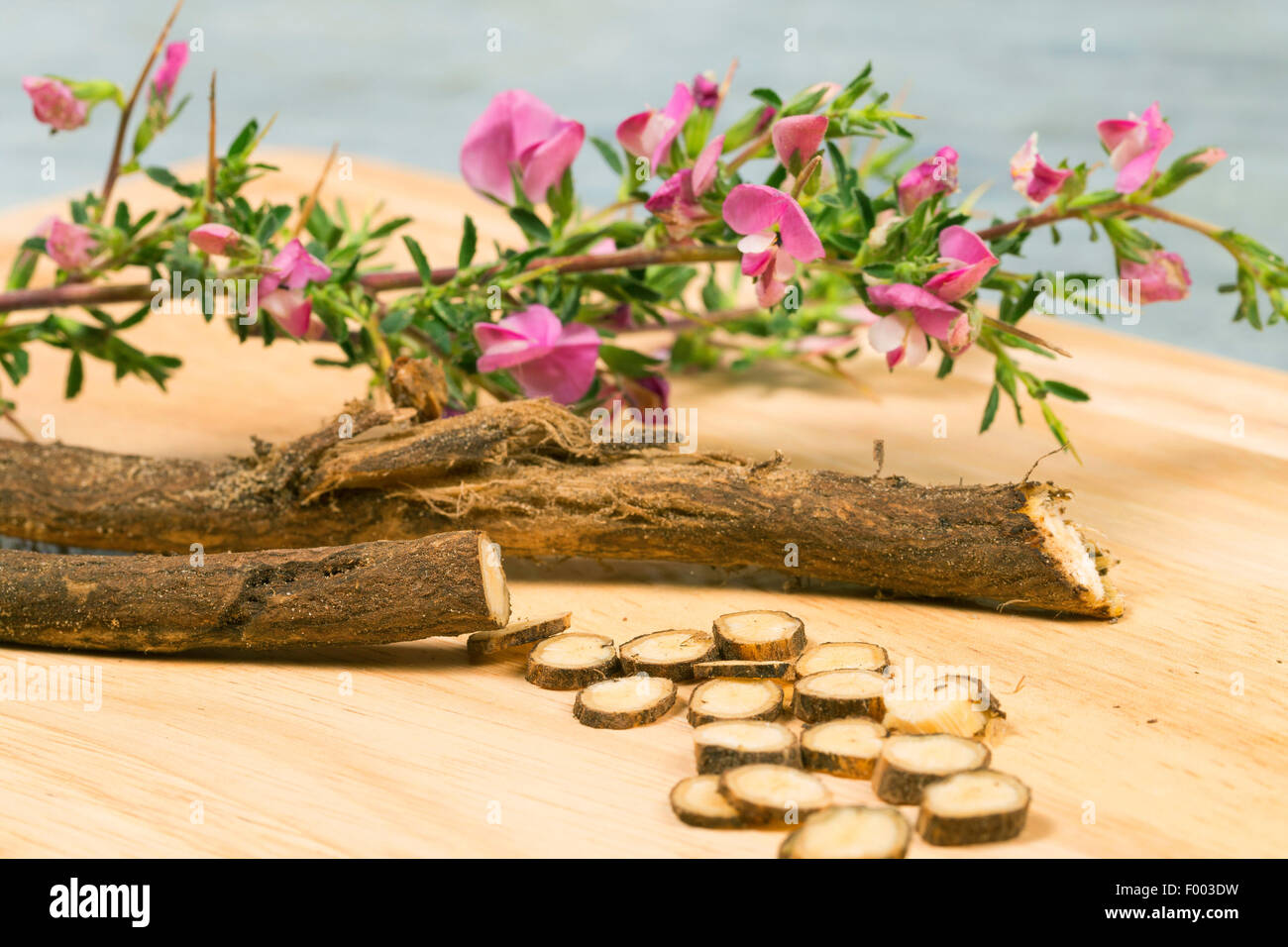 spiny restharrow (Ononis spinosa), cut root and blooming branch ...