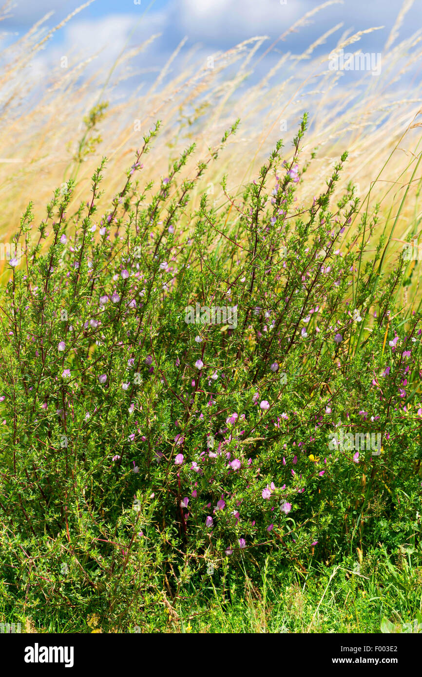 spiny restharrow (Ononis spinosa), blooming, Germany Stock Photo - Alamy