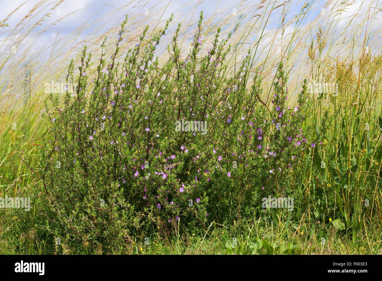 spiny restharrow (Ononis spinosa), blooming, Germany Stock Photo - Alamy
