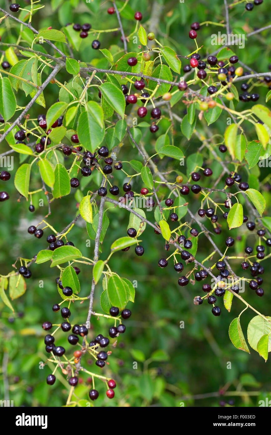 Perfumed cherry, St Lucie cherry, Mahaleb cherry (Prunus mahaleb ...