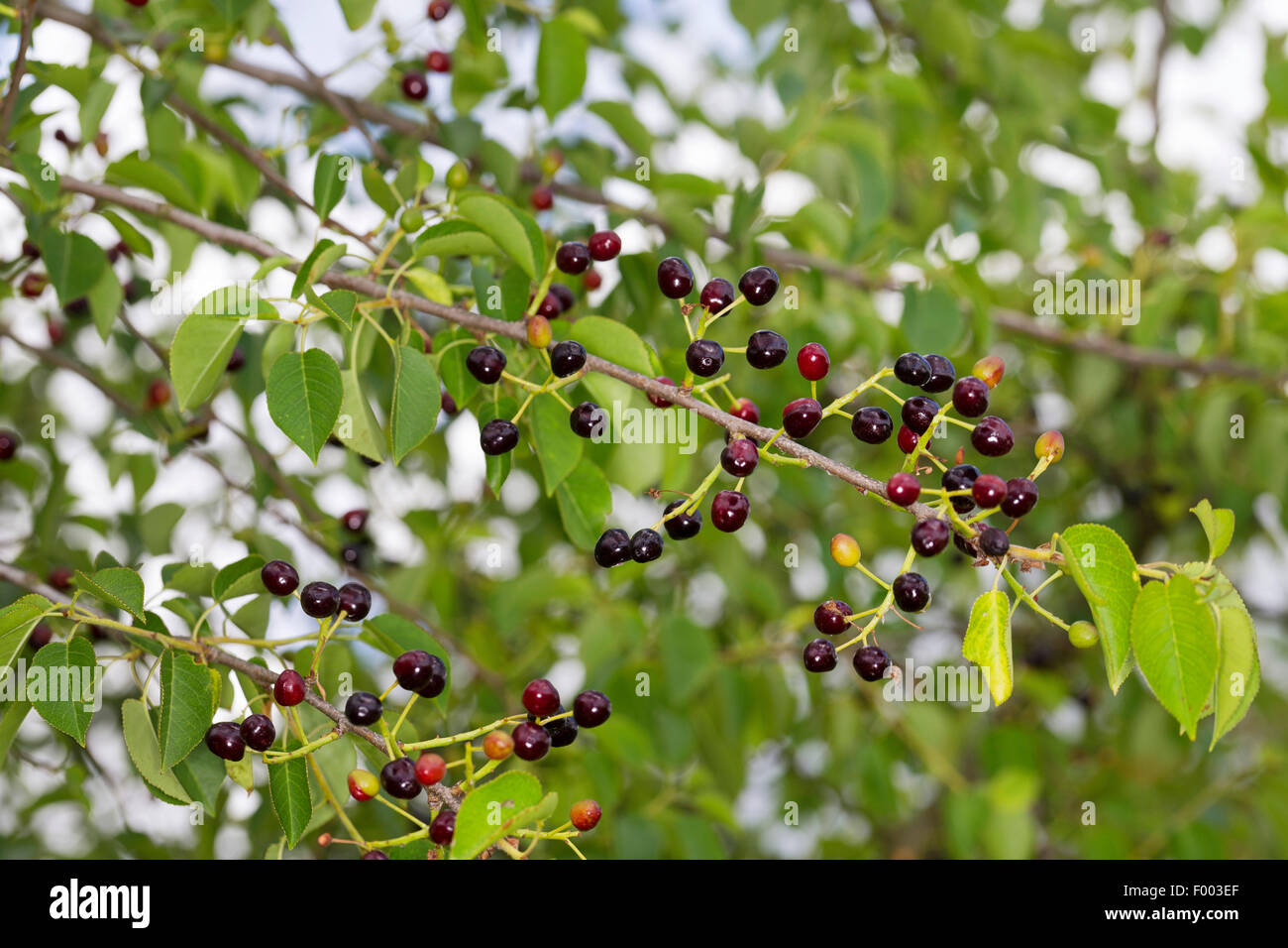 Perfumed cherry, St Lucie cherry, Mahaleb cherry (Prunus mahaleb ...