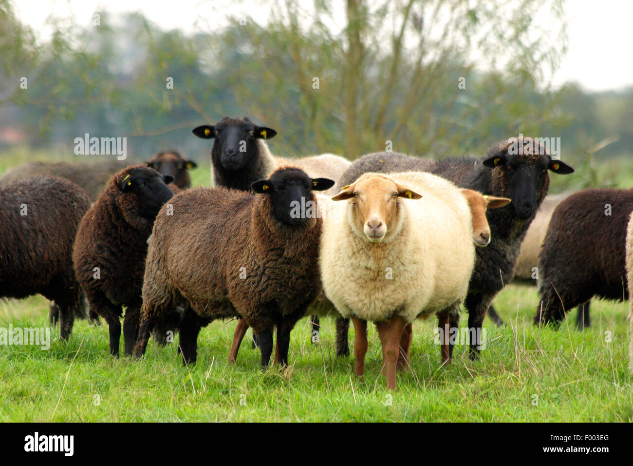Fox sheep hi-res stock photography and images - Alamy