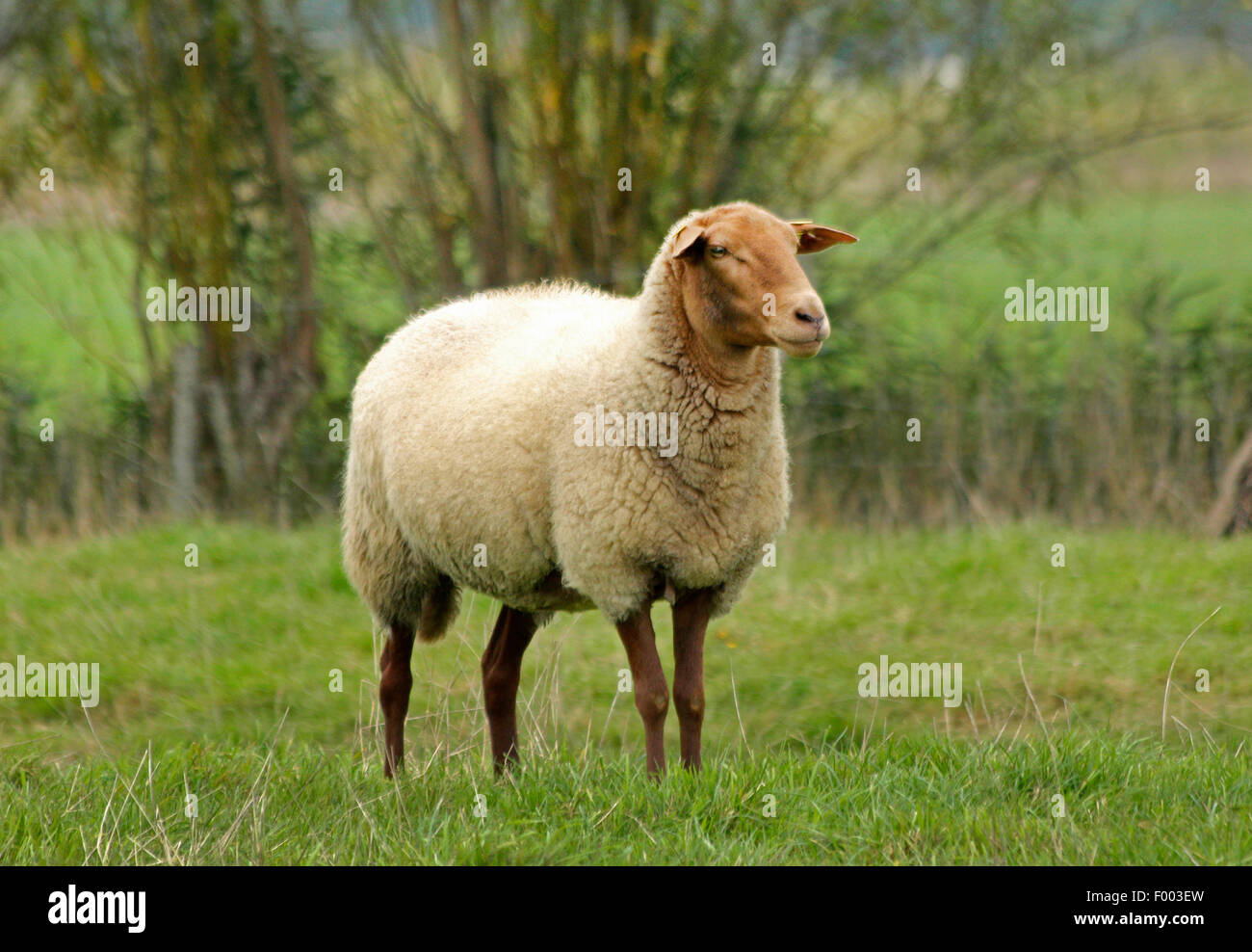 Coburg fox sheep (Ovis ammon f. aries), sheep in a pasture, Germany ...