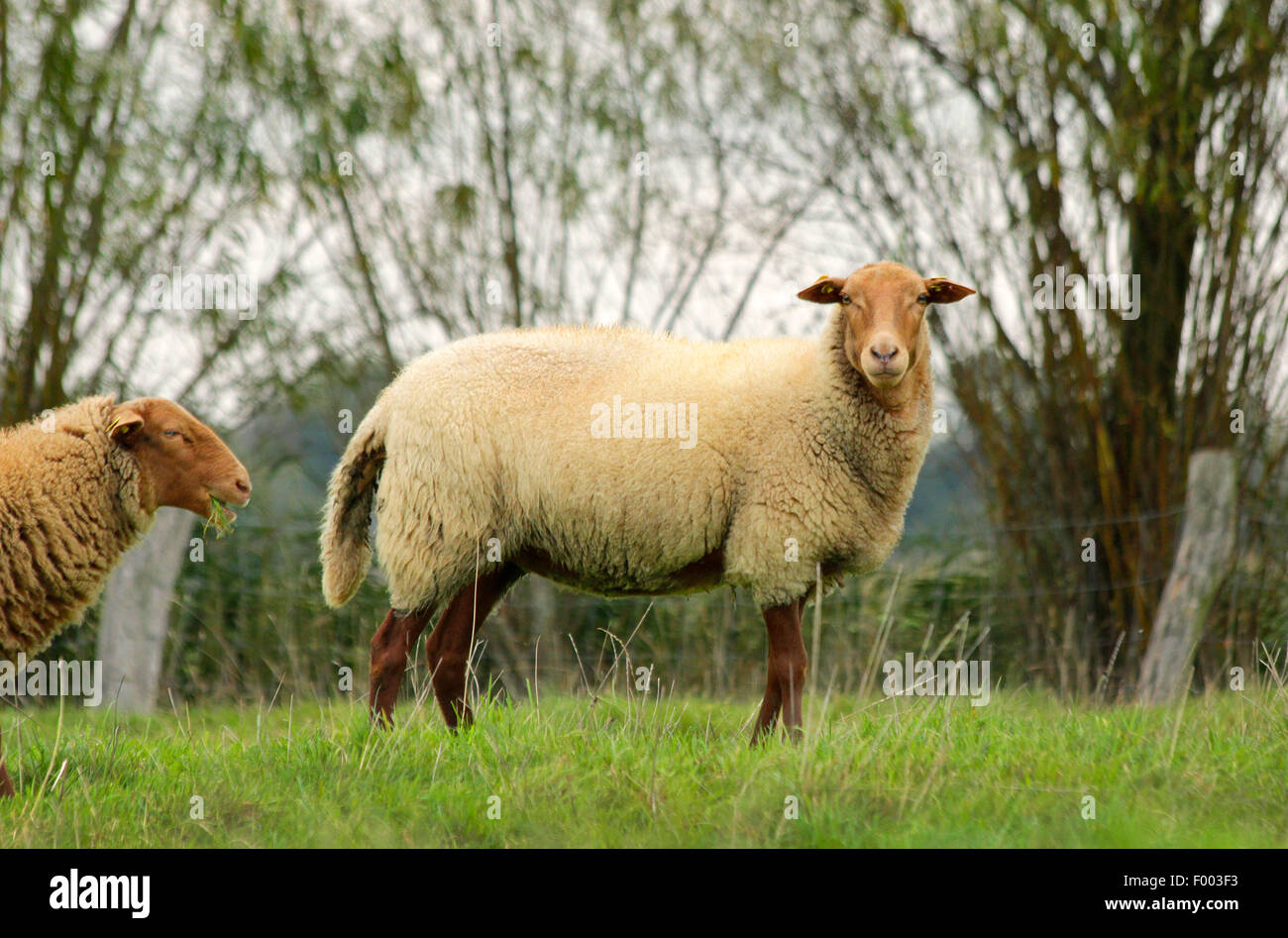 Coburg fox sheep ovis ammon f aries hi-res stock photography and images ...