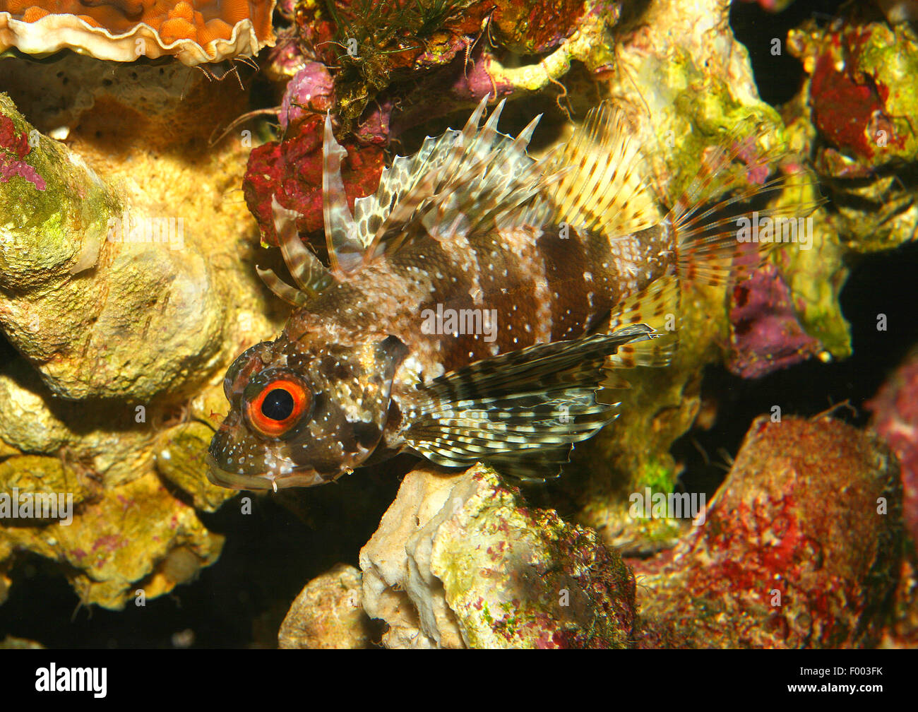 Endemic turkeyfish lionfish hawaii hi-res stock photography and images ...