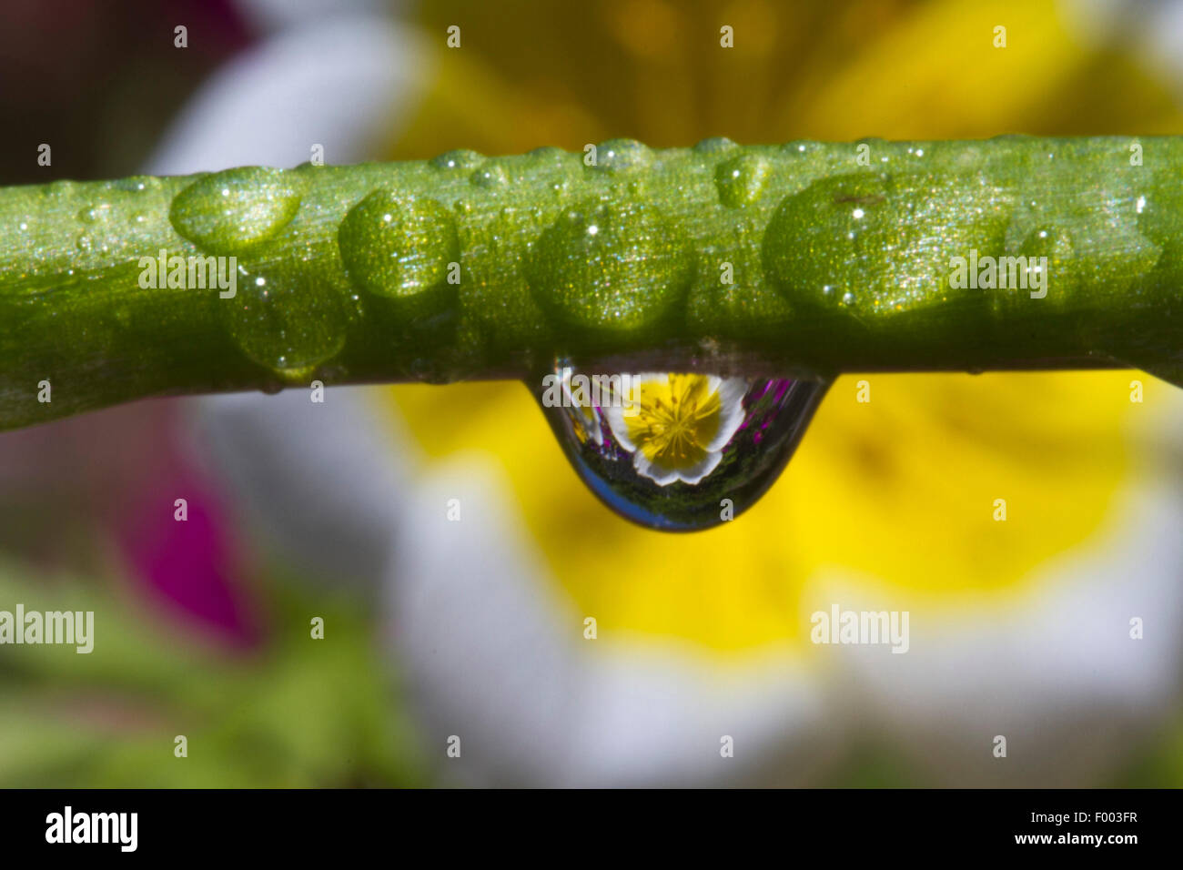 Images plant hi-res stock photography and images - Alamy