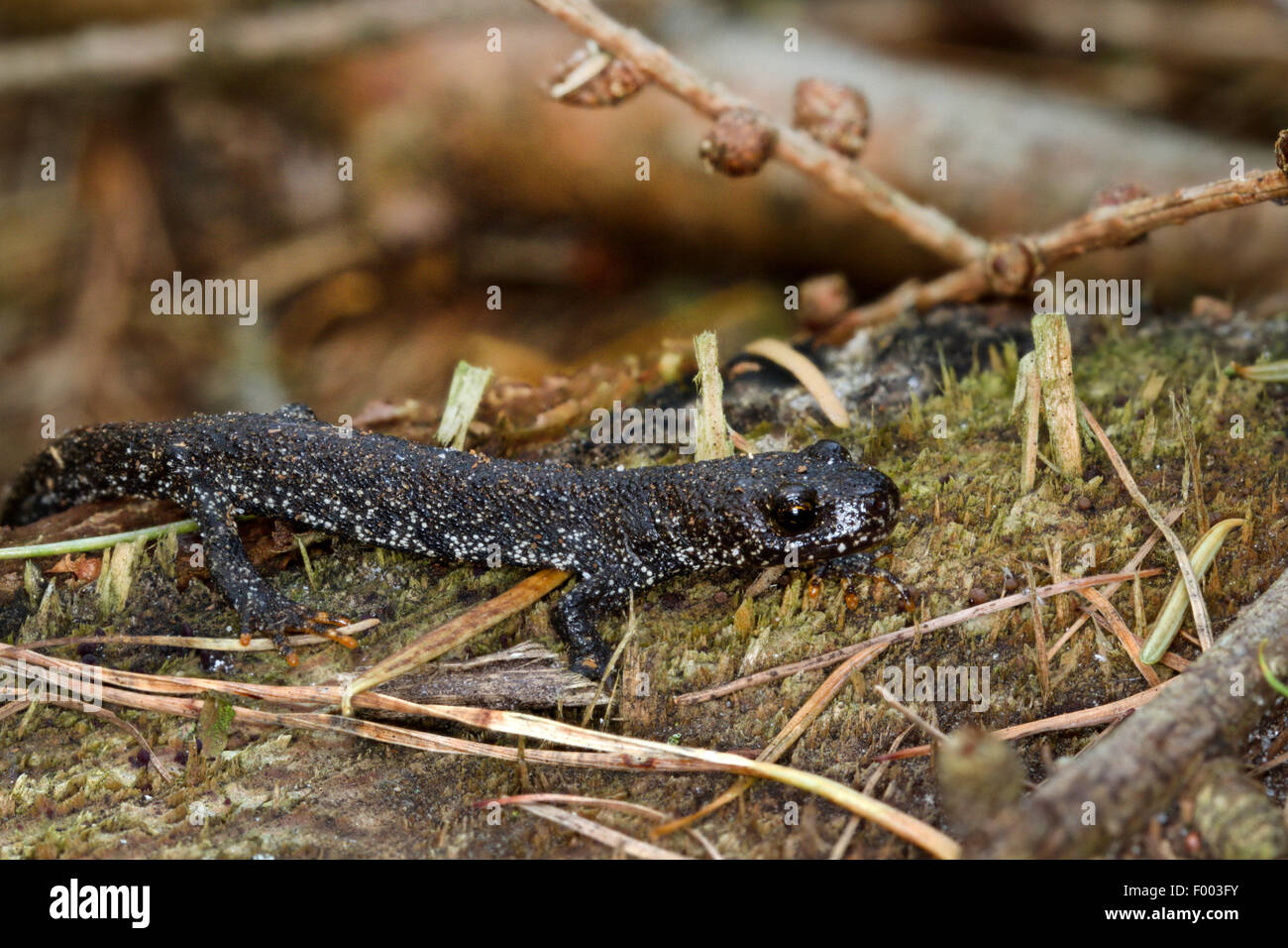 warty newt, crested newt, European crested newt Stock Photo - Alamy
