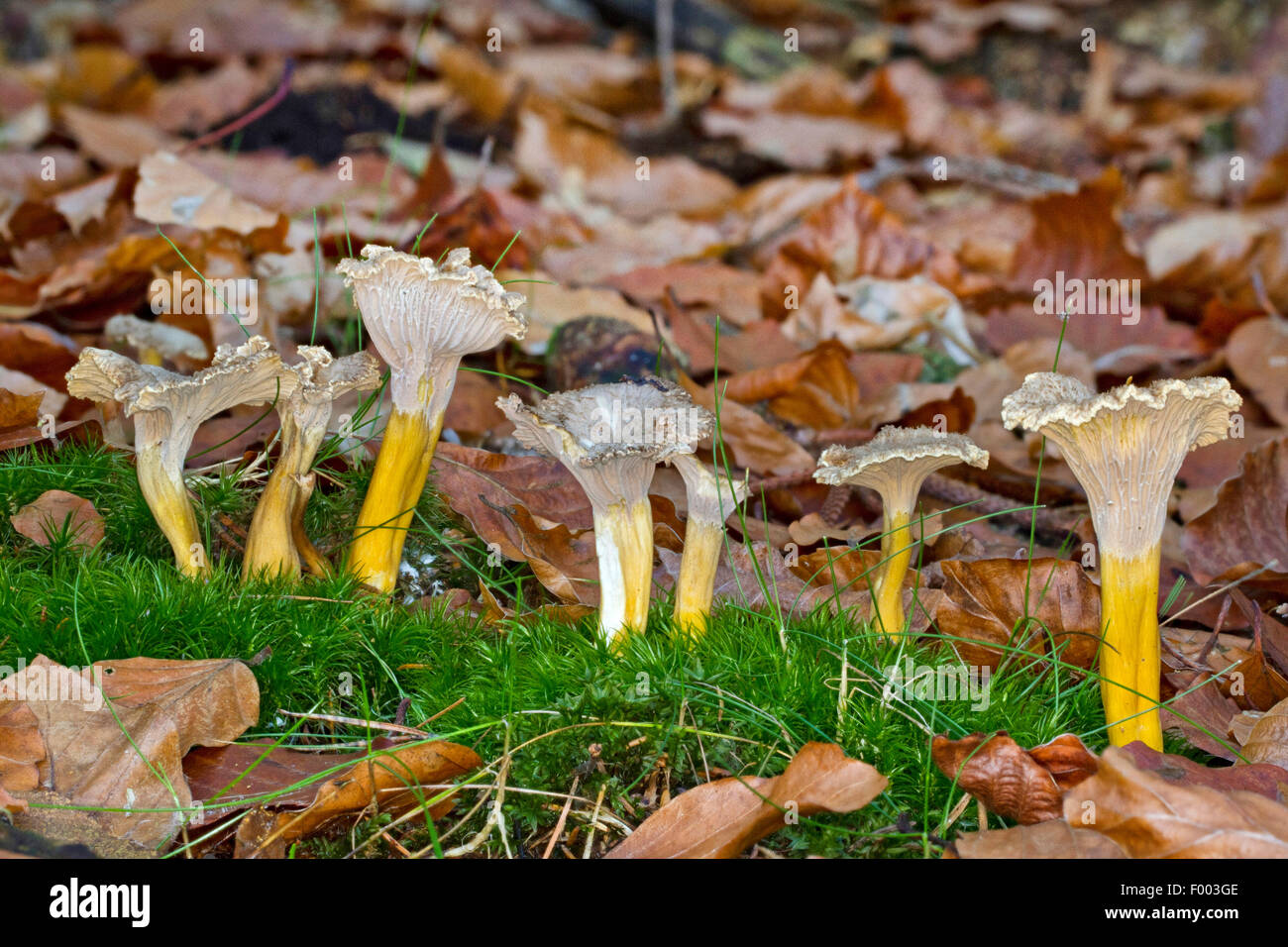 yellowfoot chanterelle, funnel chanterelle, winter chanterelle ...