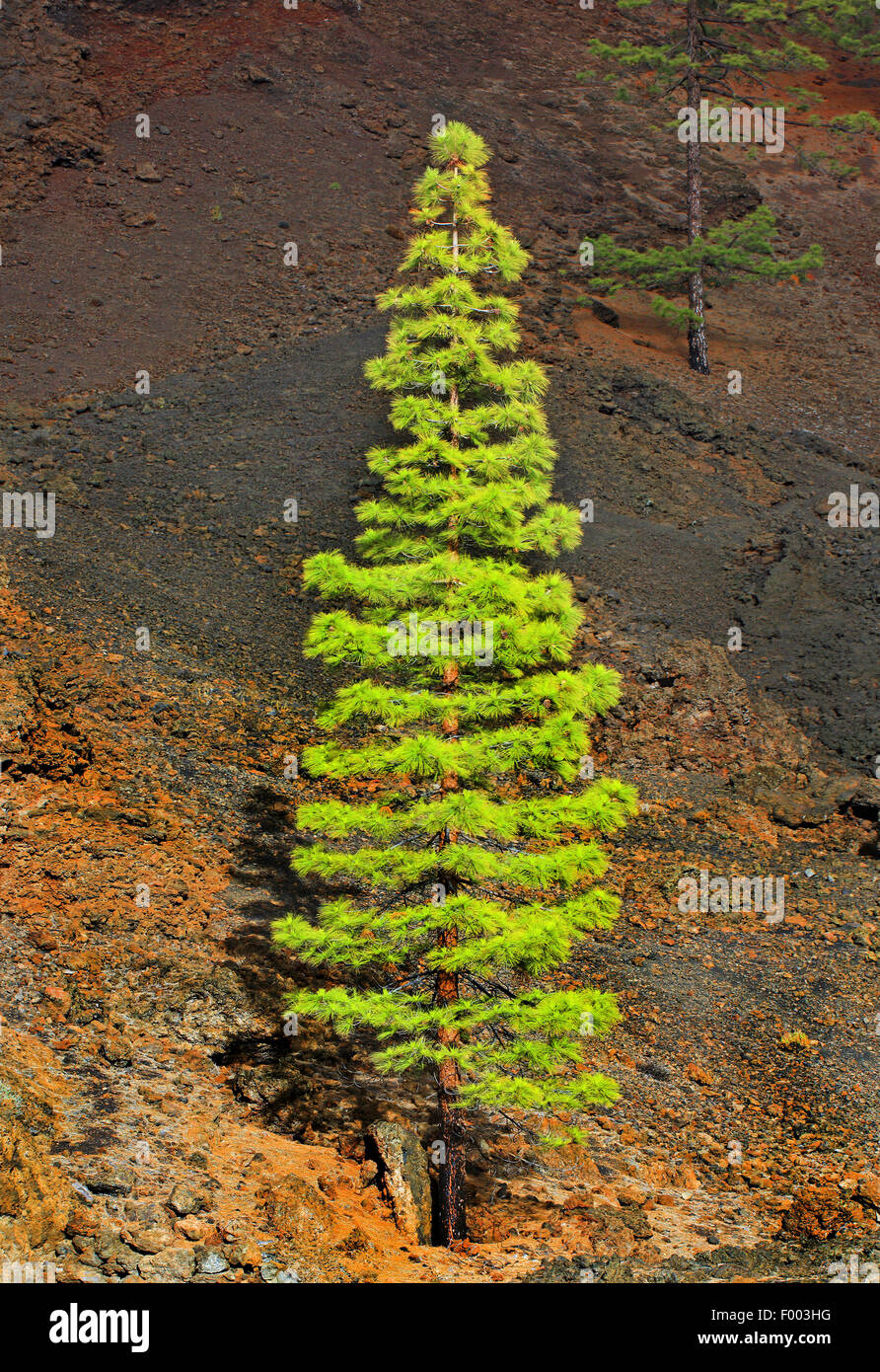 Lava rock with plant hi-res stock photography and images - Alamy