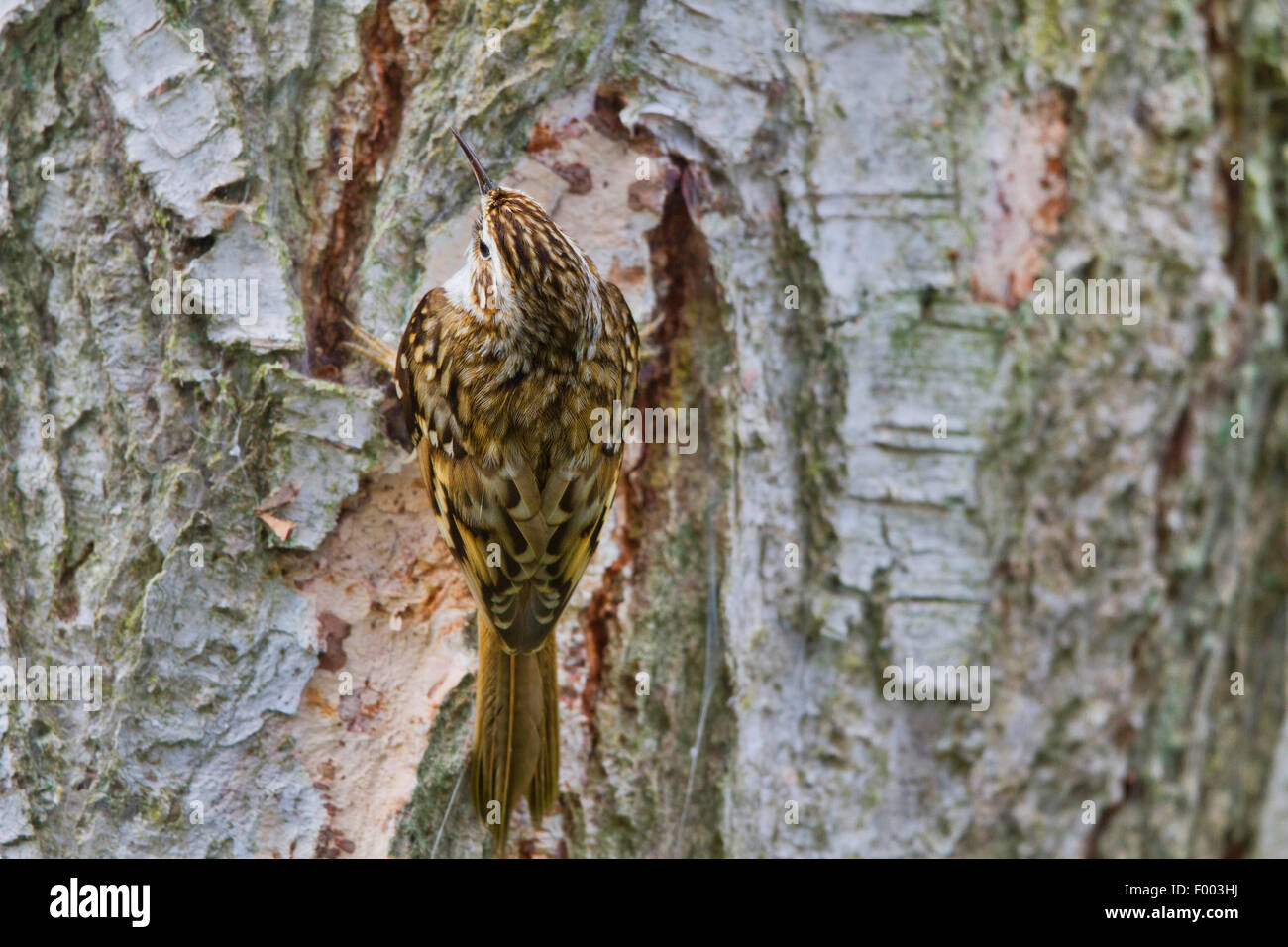 Creeper bird creepers birds hi-res stock photography and images - Alamy