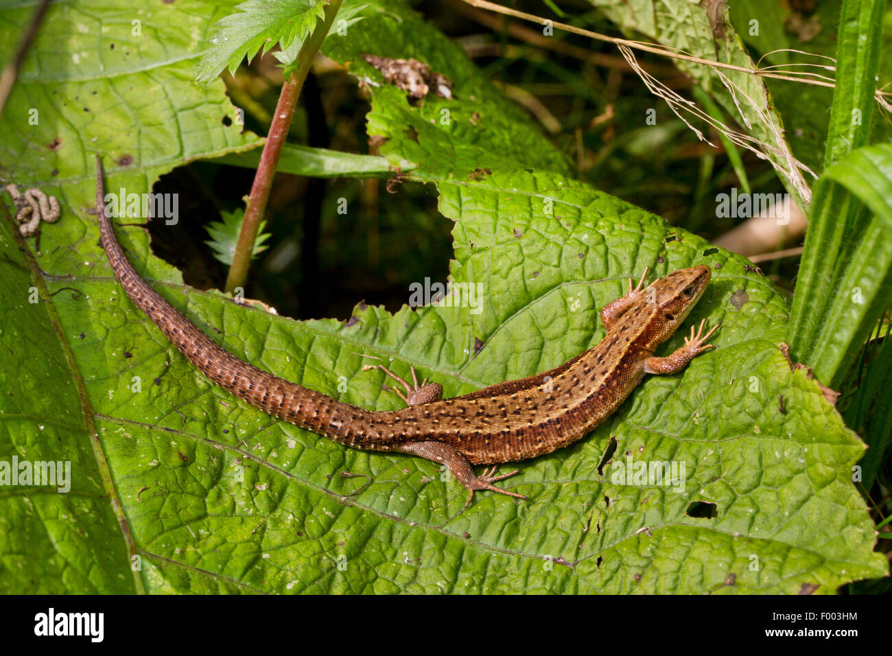 Western Leaf Lizard High Resolution Stock Photography and Images - Alamy