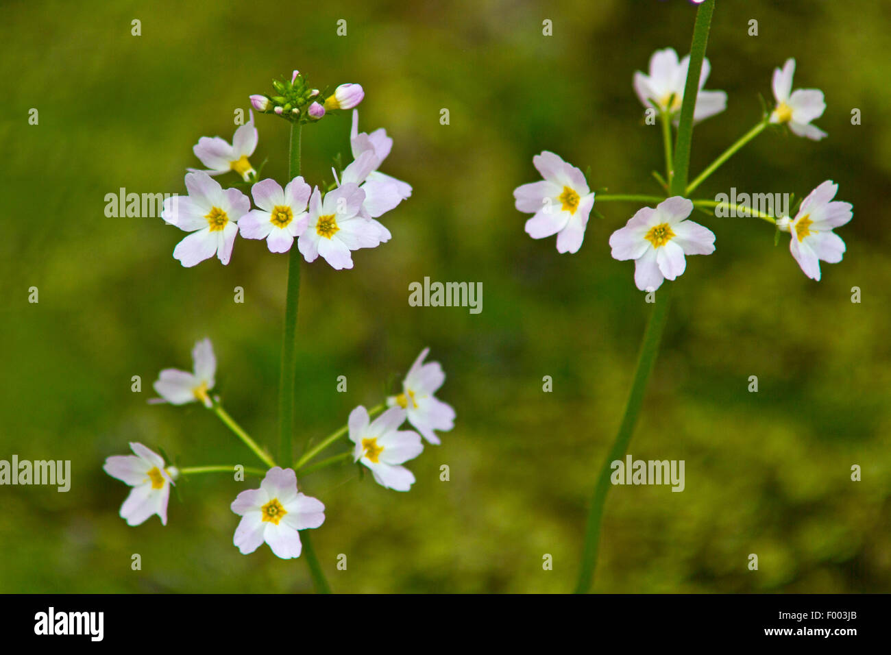 water-violet, water violet (Hottonia palustris), blooming, Germany ...
