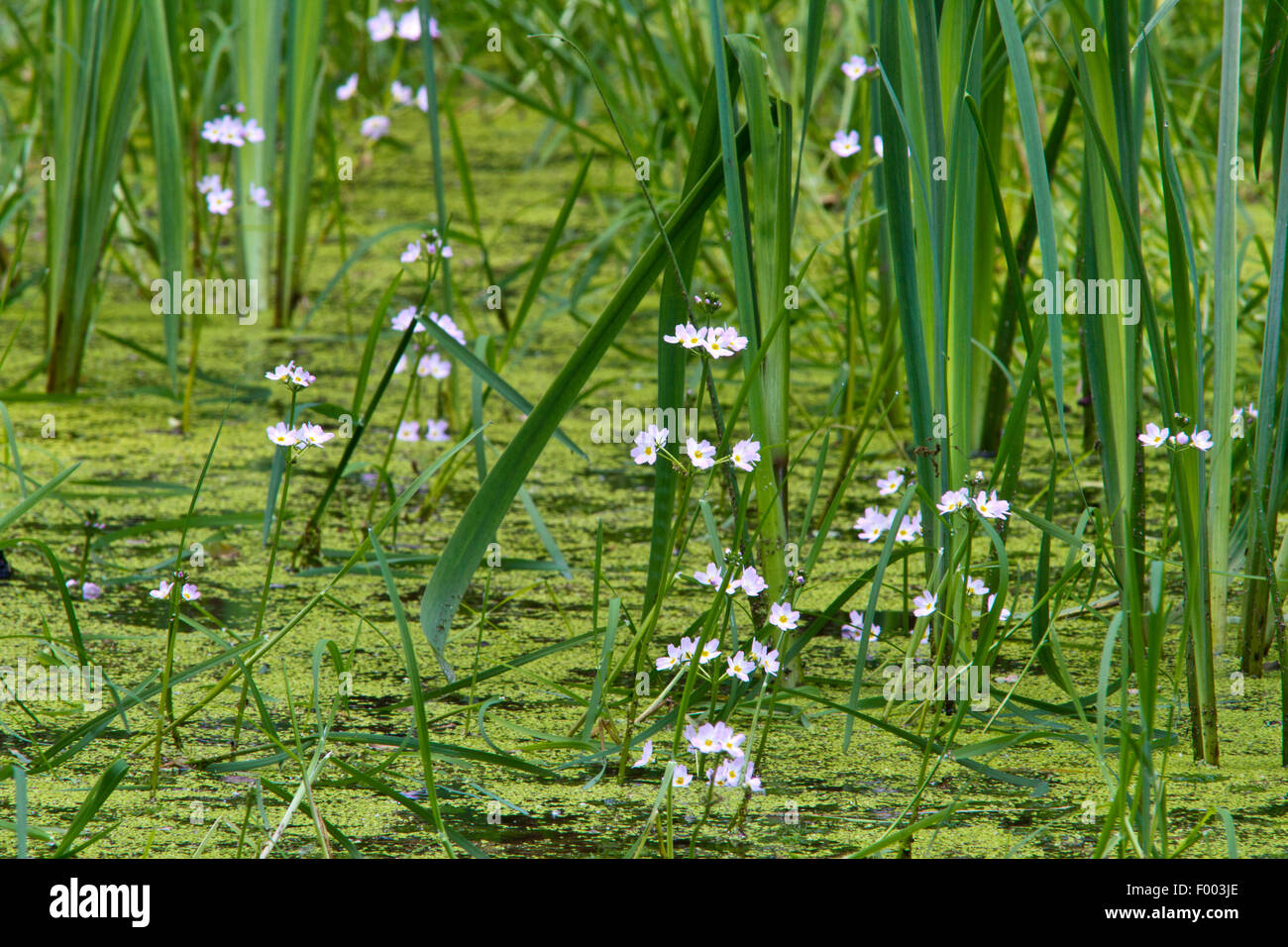 water-violet, water violet (Hottonia palustris), blooming, Germany ...