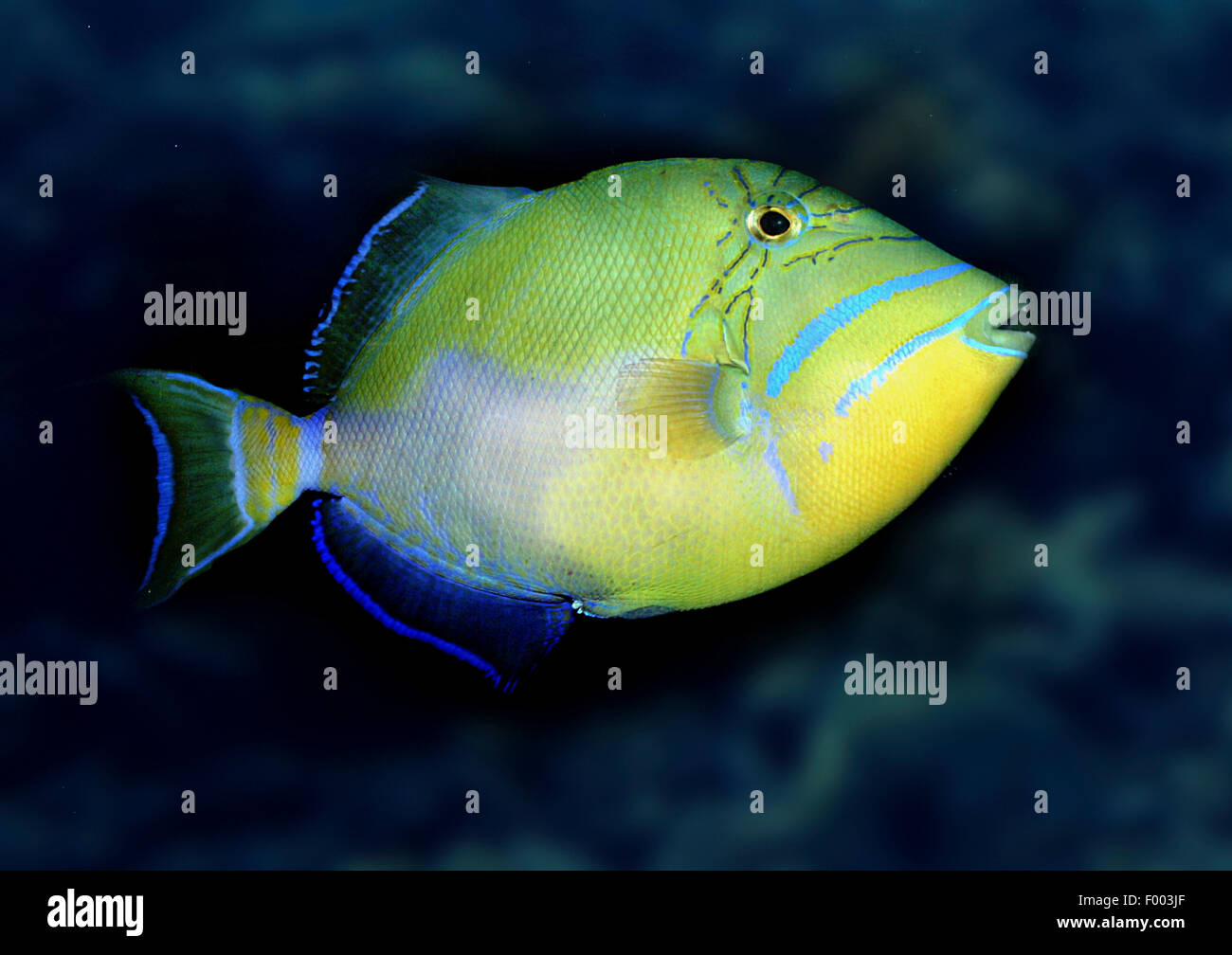 Triggerfish hi-res stock photography and images - Alamy