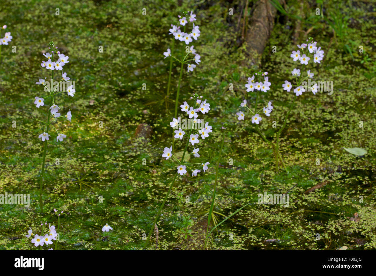 water-violet, water violet (Hottonia palustris), blooming, Germany ...