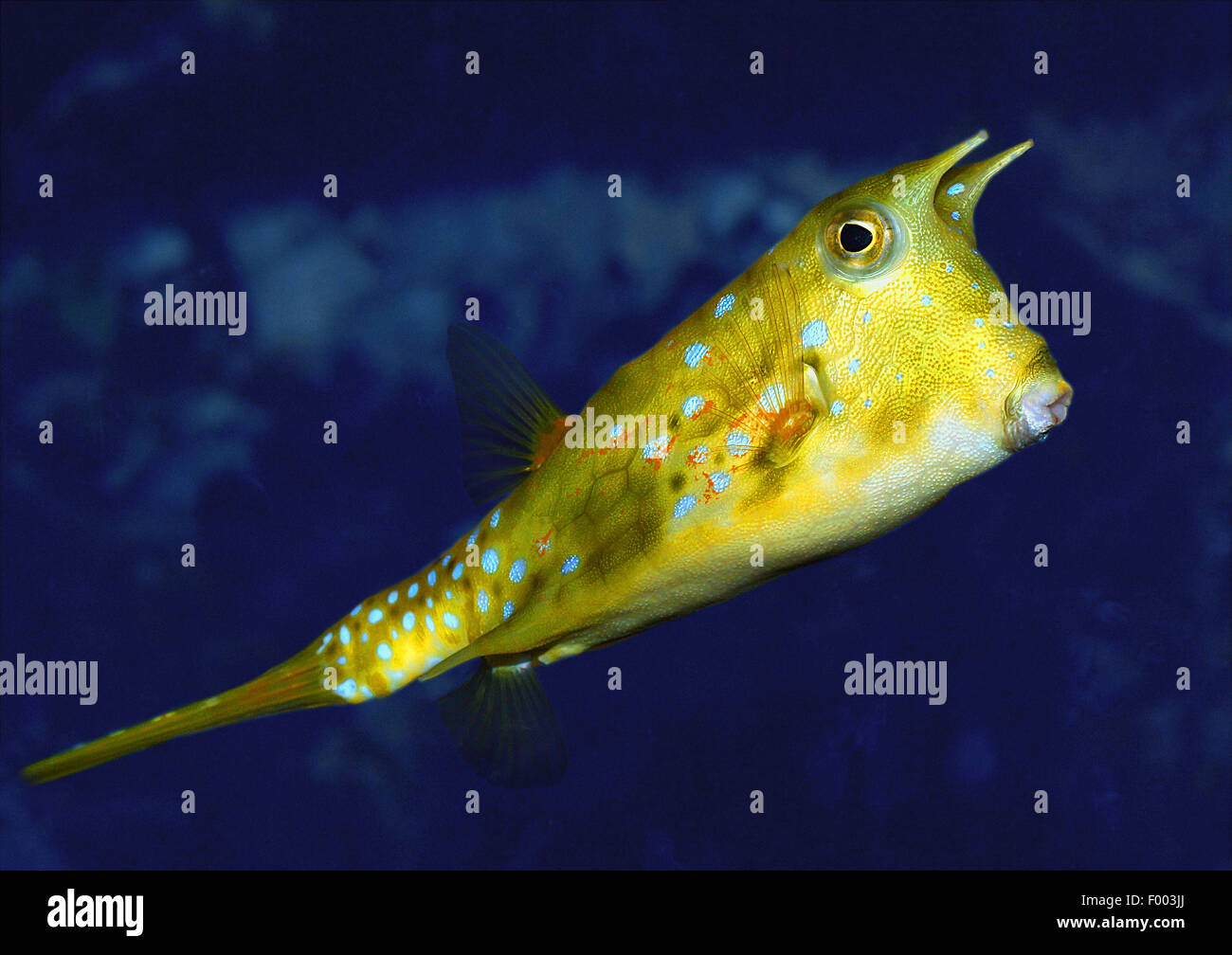 longhorn cowfish (Lactoria cornuta), swimming Stock Photo - Alamy