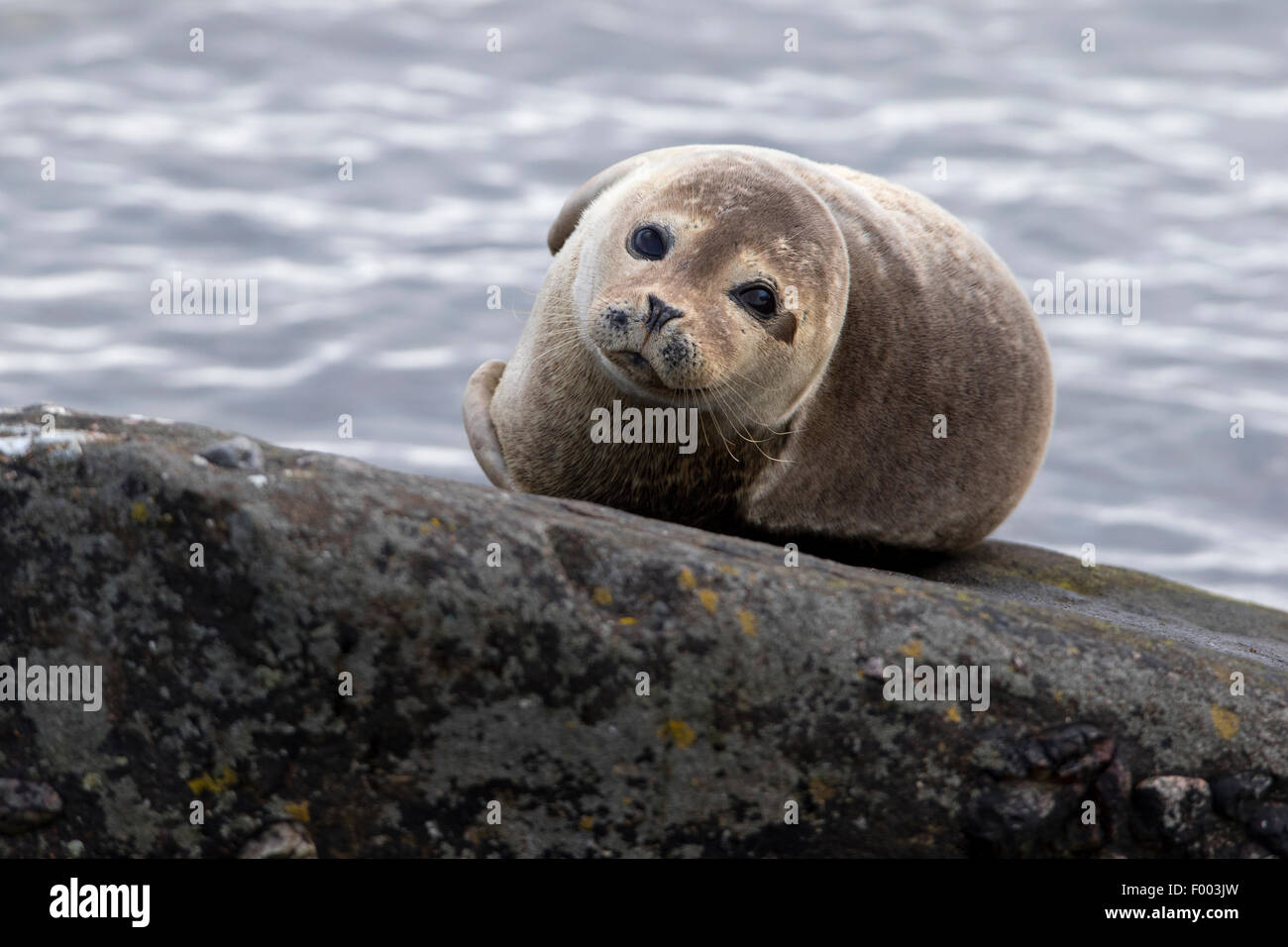 Seal basking on rock hi-res stock photography and images - Alamy