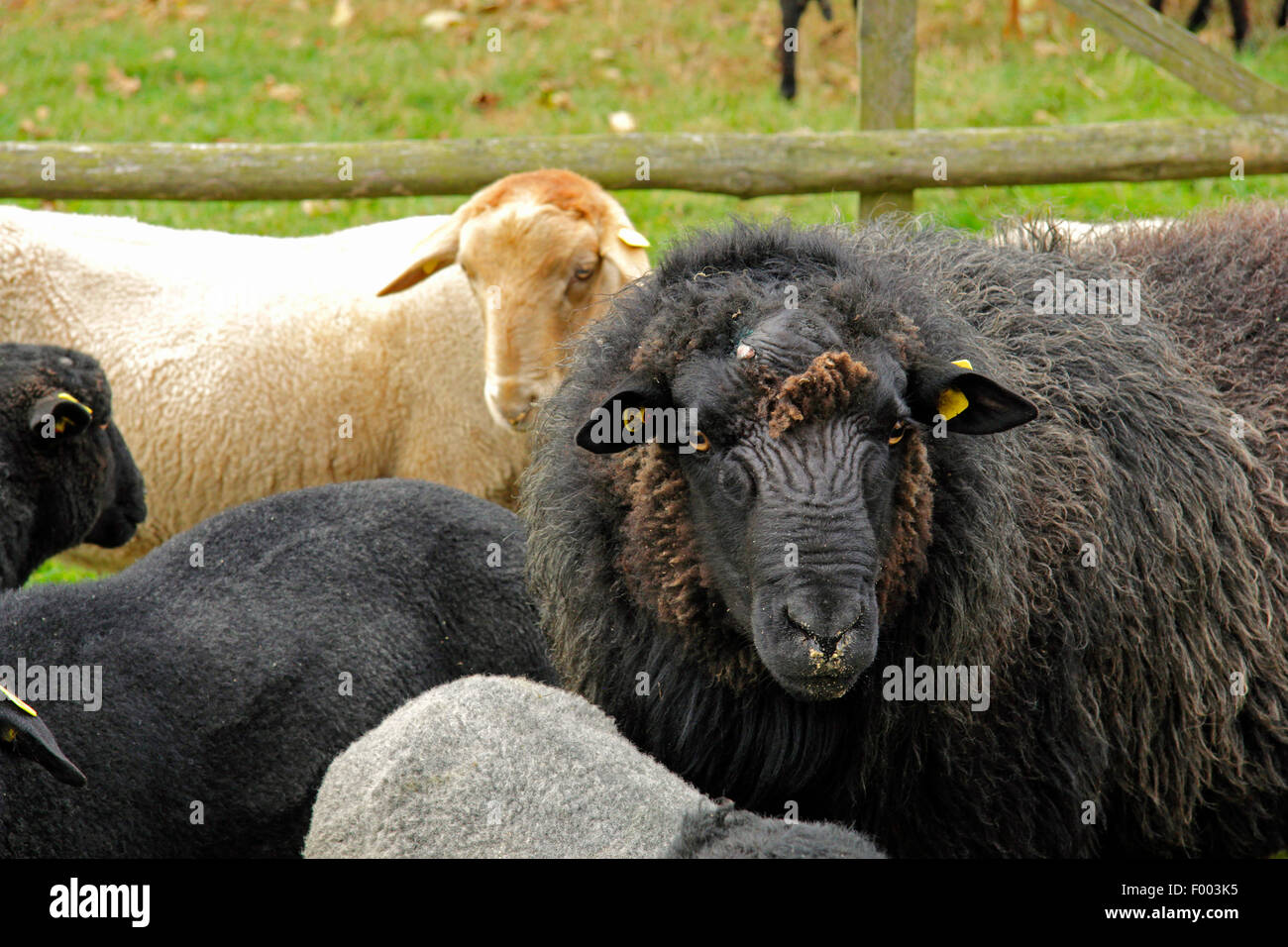 Pomeranian coarsewool (Ovis ammon f. aries), ram on a pasture, Germany ...