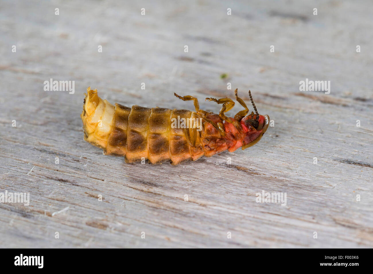 glowworm, glow-worm, great European glow-worm beetle (Lampyris ...
