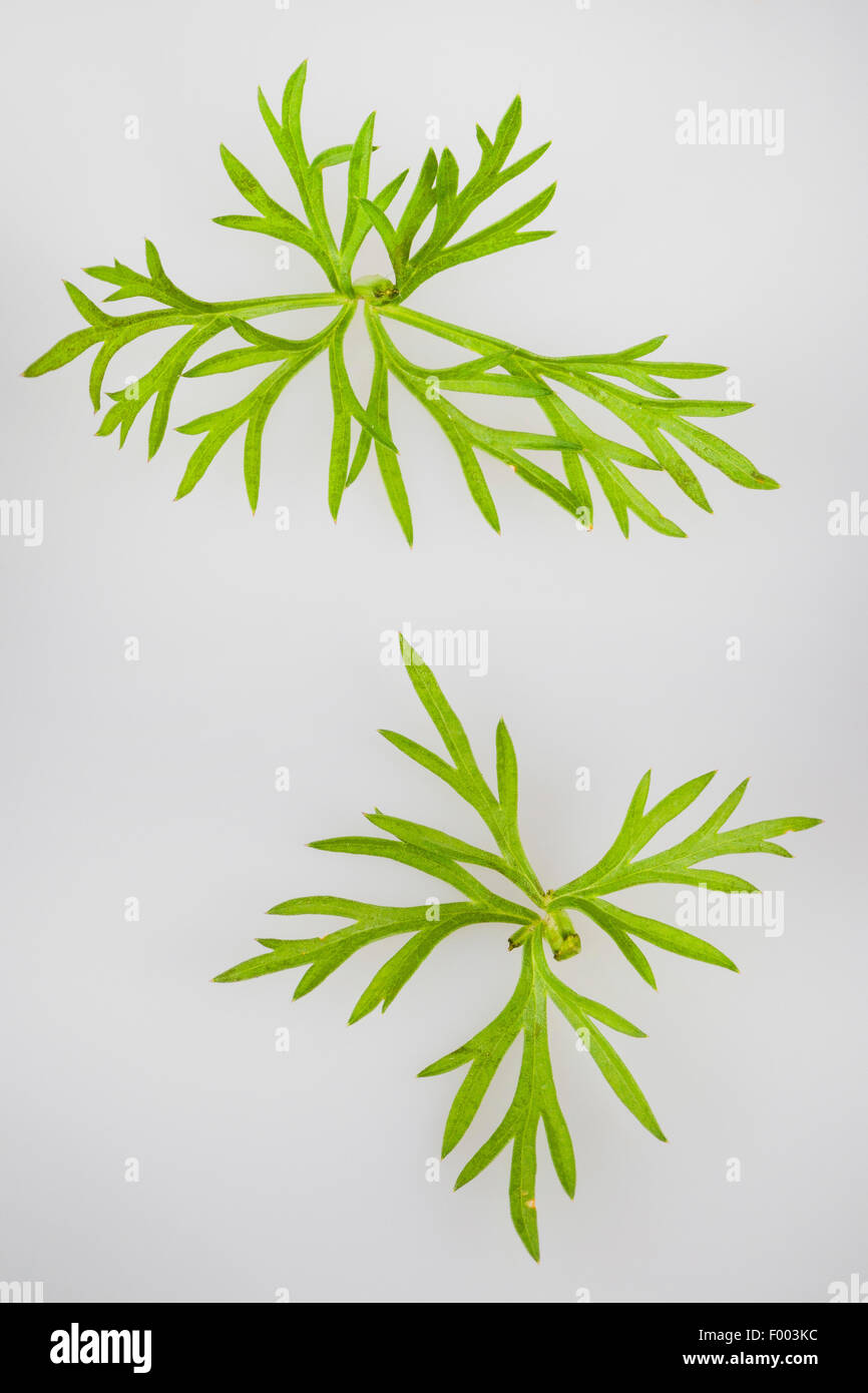 Carum carvi plant hi-res stock photography and images - Alamy