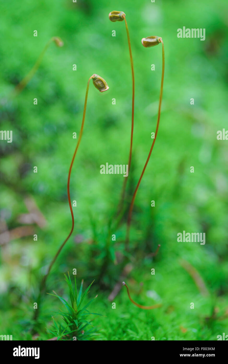 Polytrichum moss sporophyte hi-res stock photography and images - Alamy