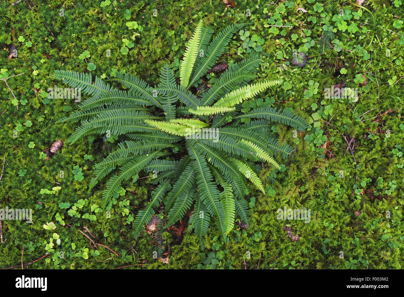 hard-fern (Blechnum spicant), on forest ground, Germany, Bavaria ...