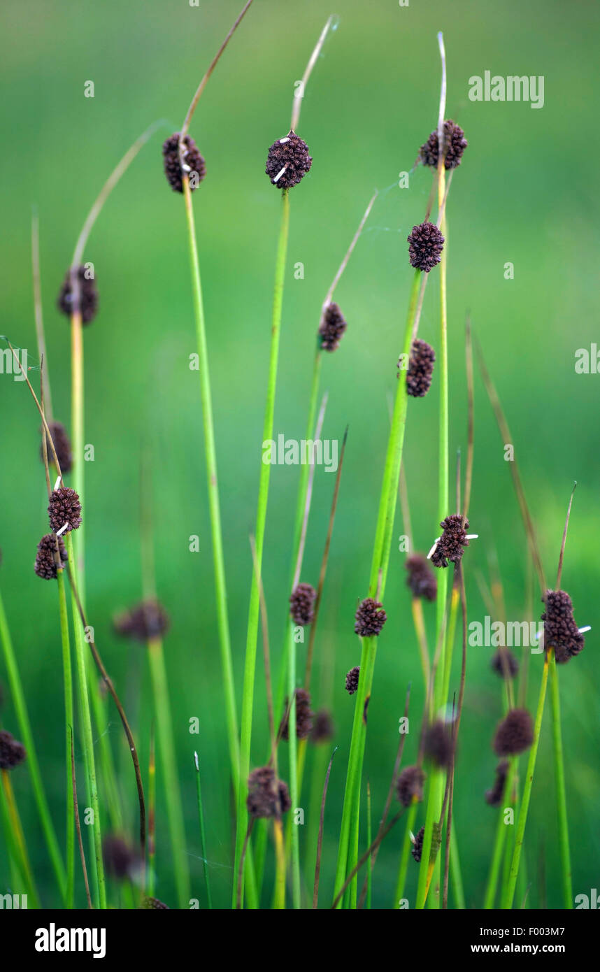 compact rush (Juncus conglomeratus), infructescences, Germany, Bavaria ...