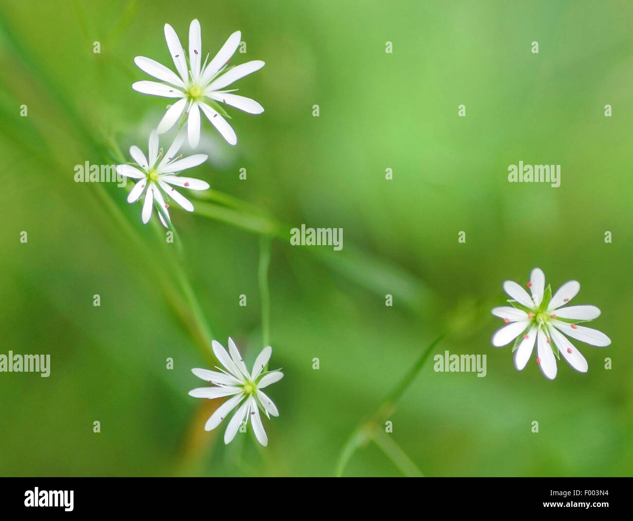 Lesser stitchwort, Little starwort (Stellaria graminea), flowers ...