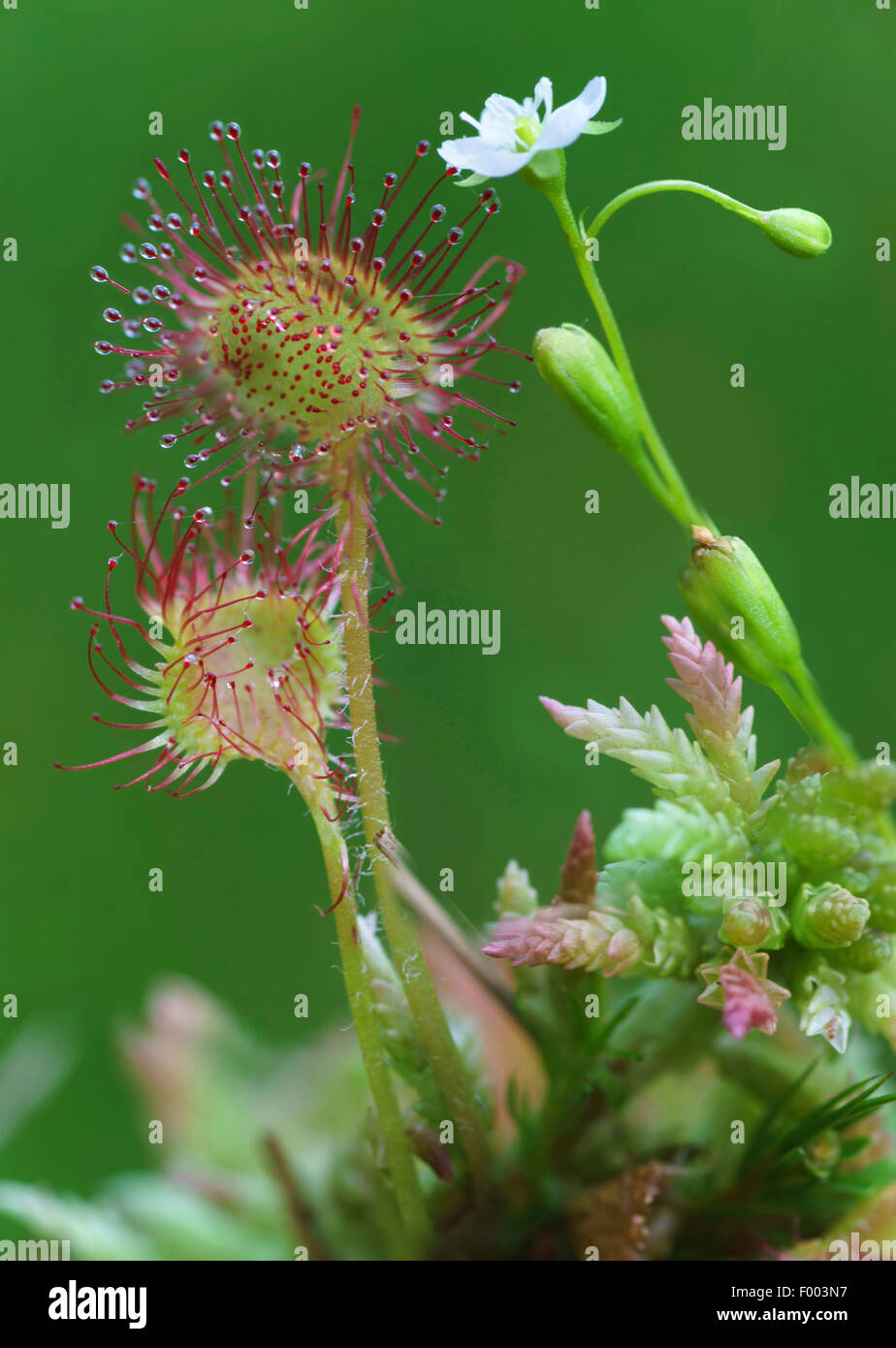 Flower flowers sundew sundews flypaper trap flypaper traps carnivore ...