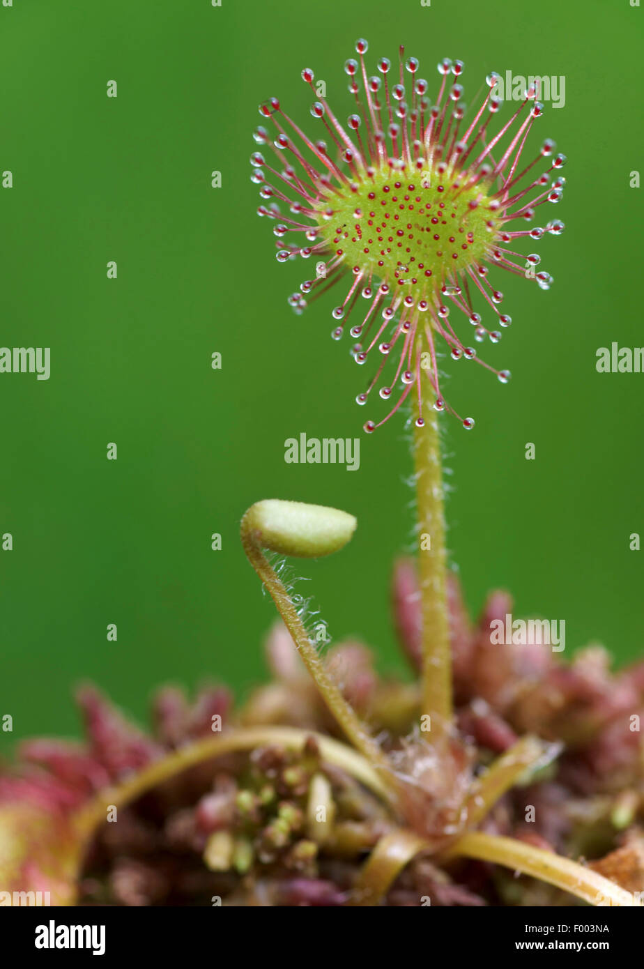 round-leaved sundew, roundleaf sundew (Drosera rotundifolia), trap leaf ...