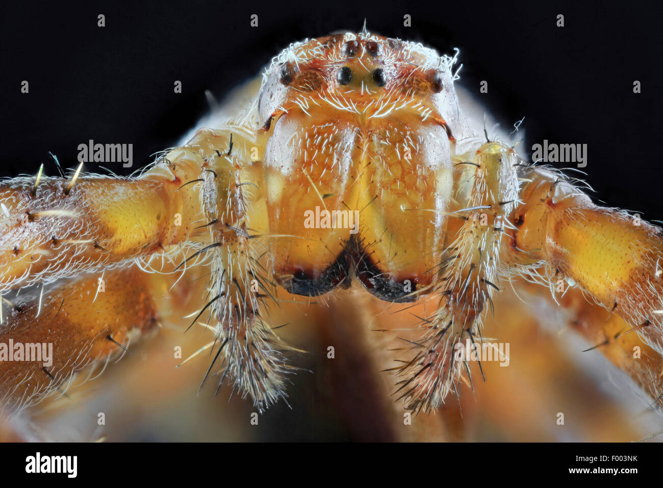 cross orbweaver, European garden spider, cross spider (Araneus ...