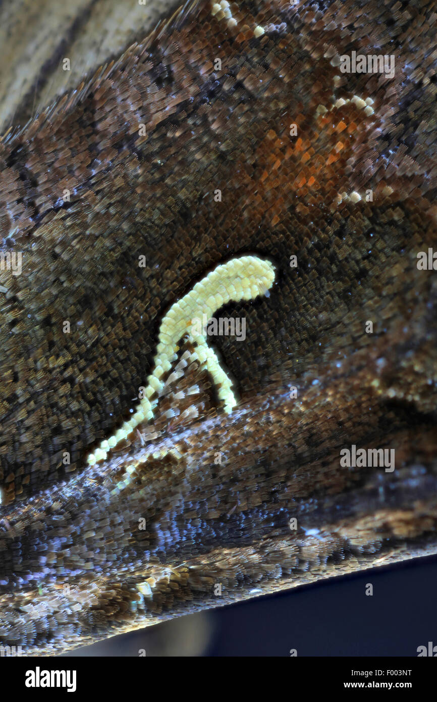 silver Y (Autographa gamma), silver-coloured mark Y-shaped signe on the ...
