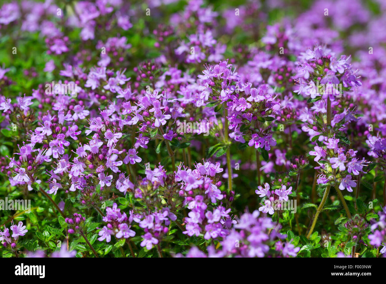 Broad-Leaved Thyme, Dot Wells Creeping Thyme, Large Thyme, Lemon Thyme ...