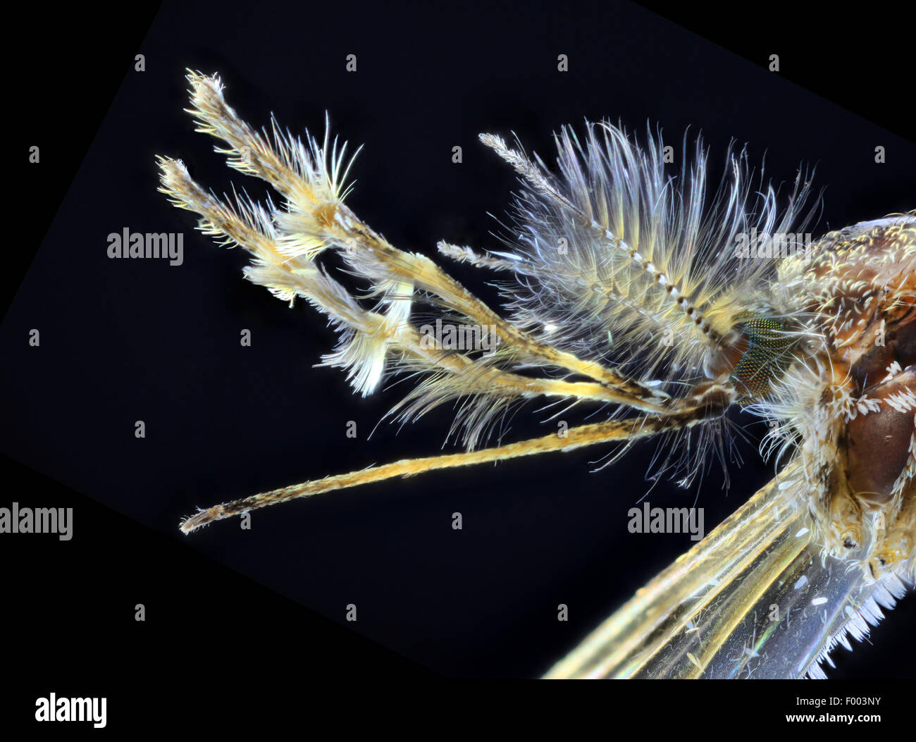 Male mosquito proboscis hi-res stock photography and images - Alamy