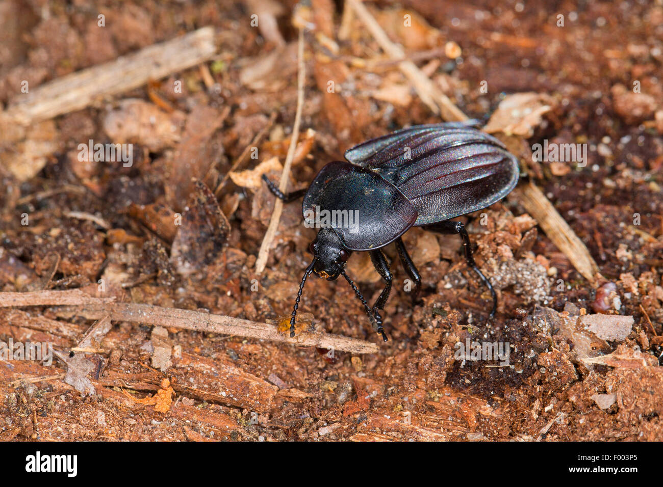 carrion beetles, burying beetles (Silpha carinata), carrion beetle on ...