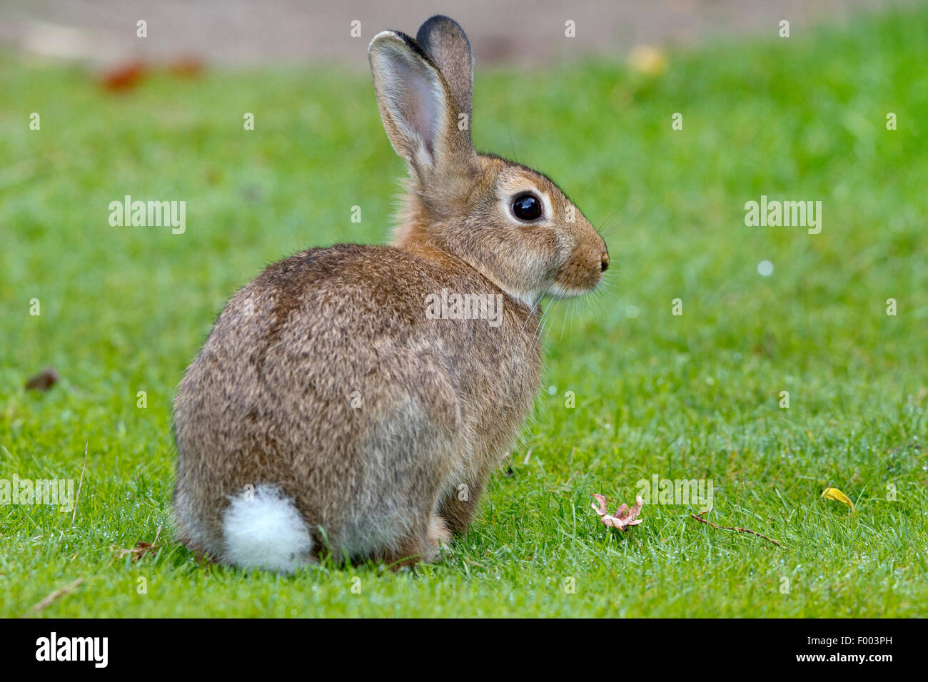 European rabbit (Oryctolagus cuniculus), rabbit in a meadow, Germany ...
