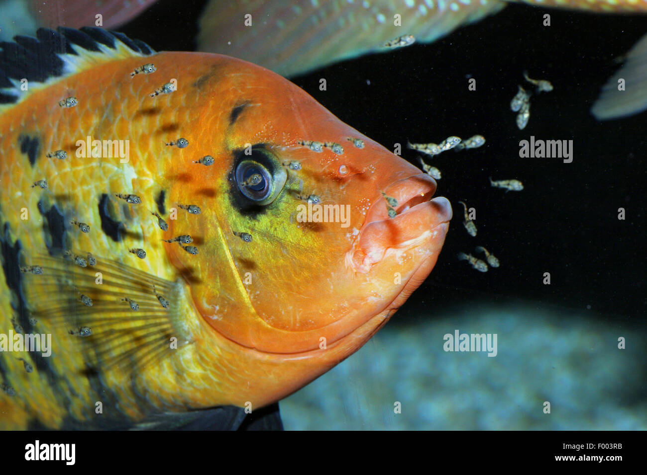 Haplochromis hi-res stock photography and images - Alamy