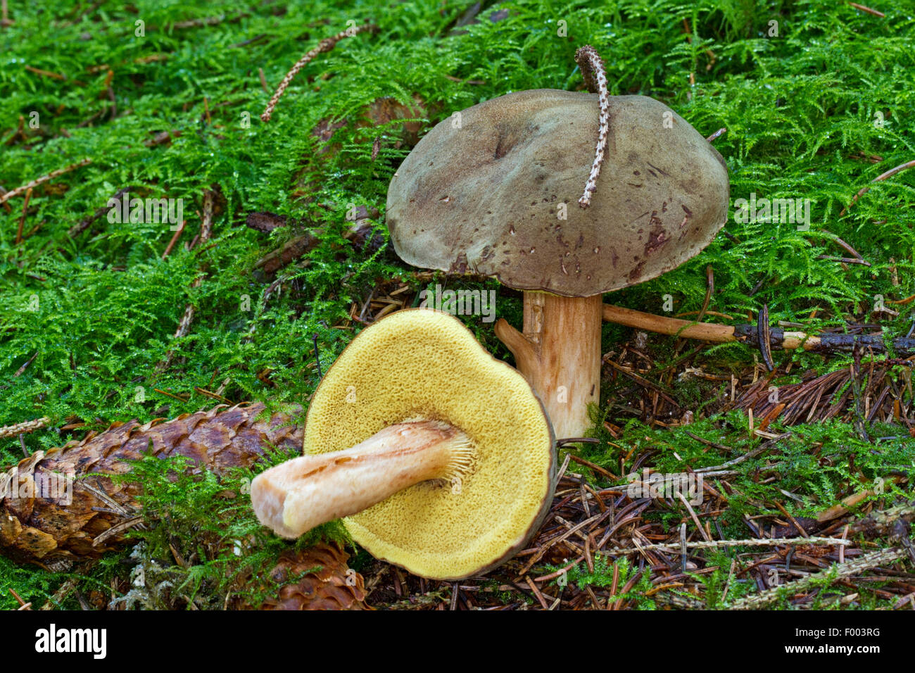 Yellow-cracked bolete, Suede bolete, Brown and yellow bolete, Boring ...