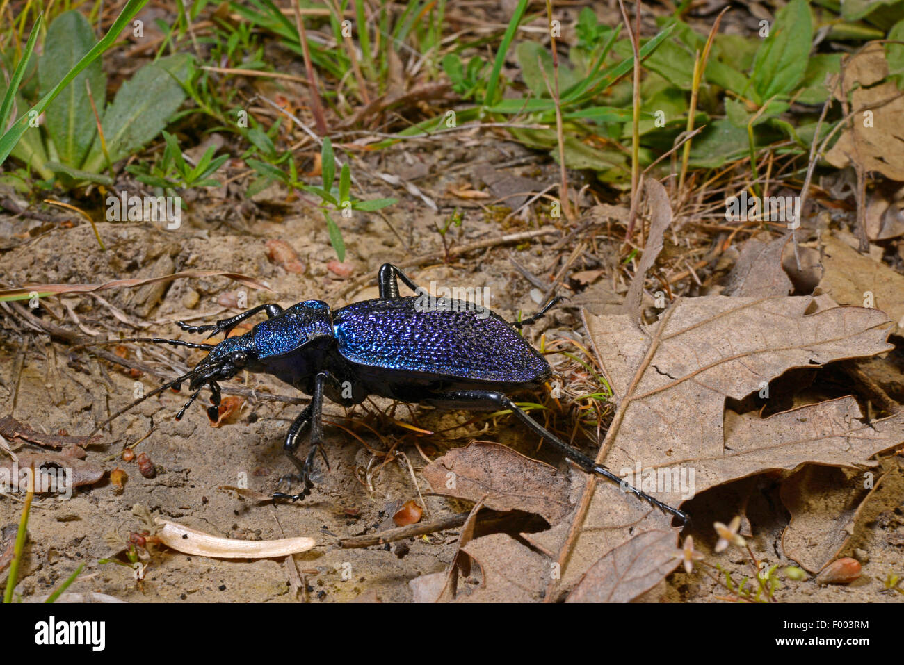 Blue ground beetle hi-res stock photography and images - Alamy