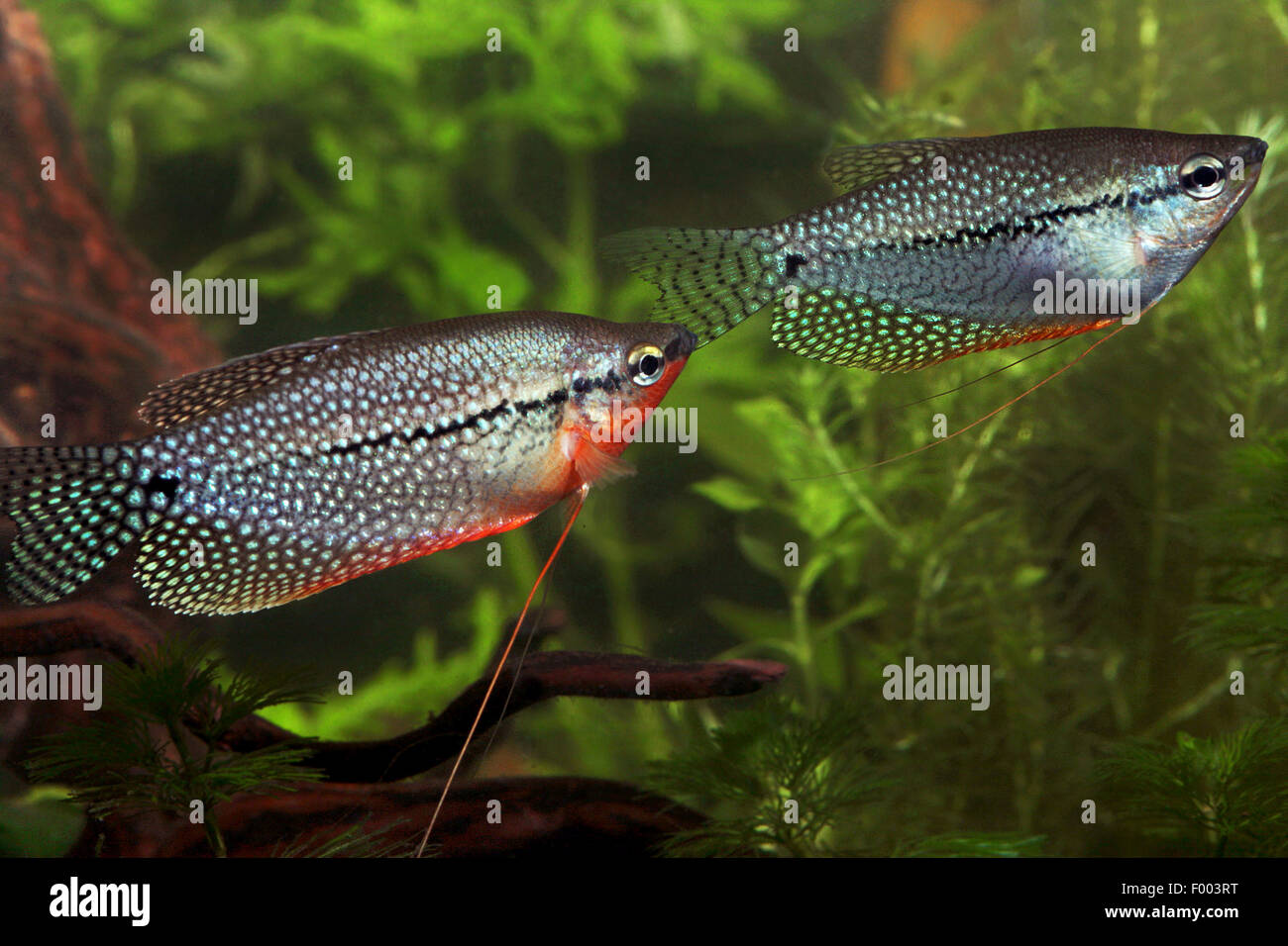 Pearl gourami (Trichogaster leeri), couple Stock Photo - Alamy