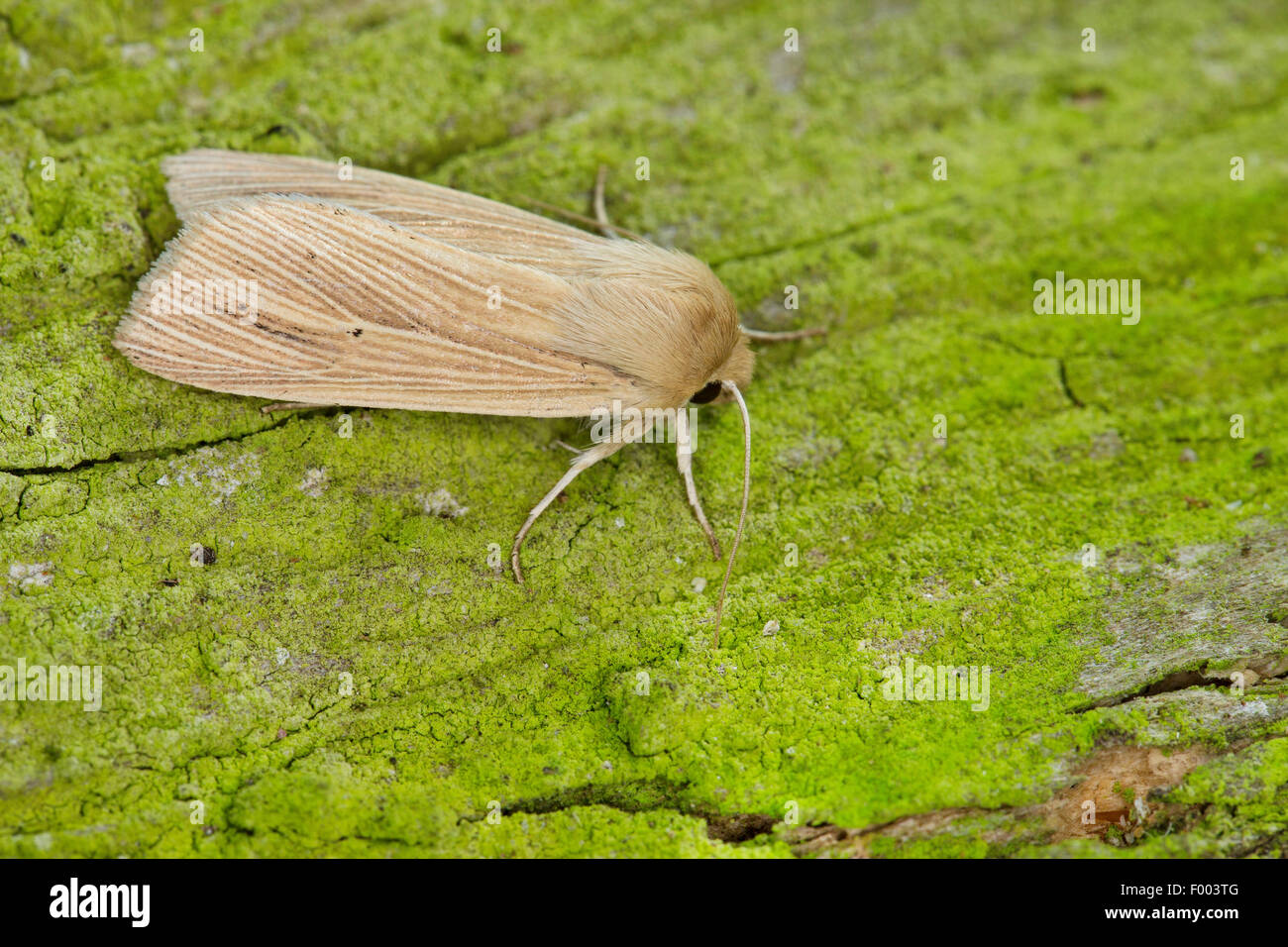 Common wainscot moths hi-res stock photography and images - Alamy