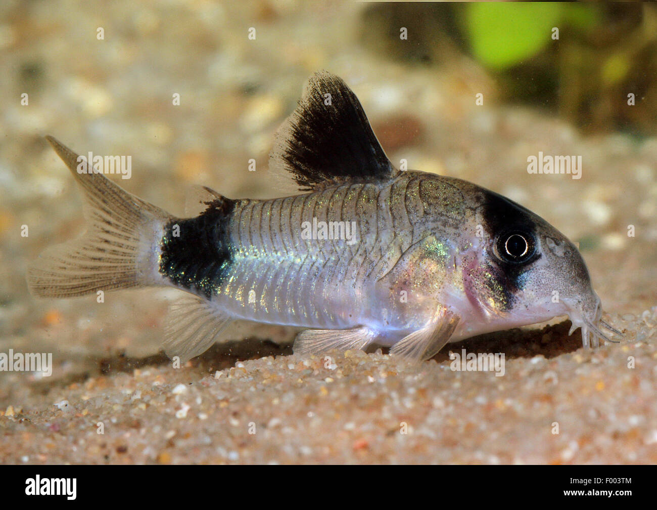 Panda cory (Corydoras panda), at the bottom Stock Photo - Alamy