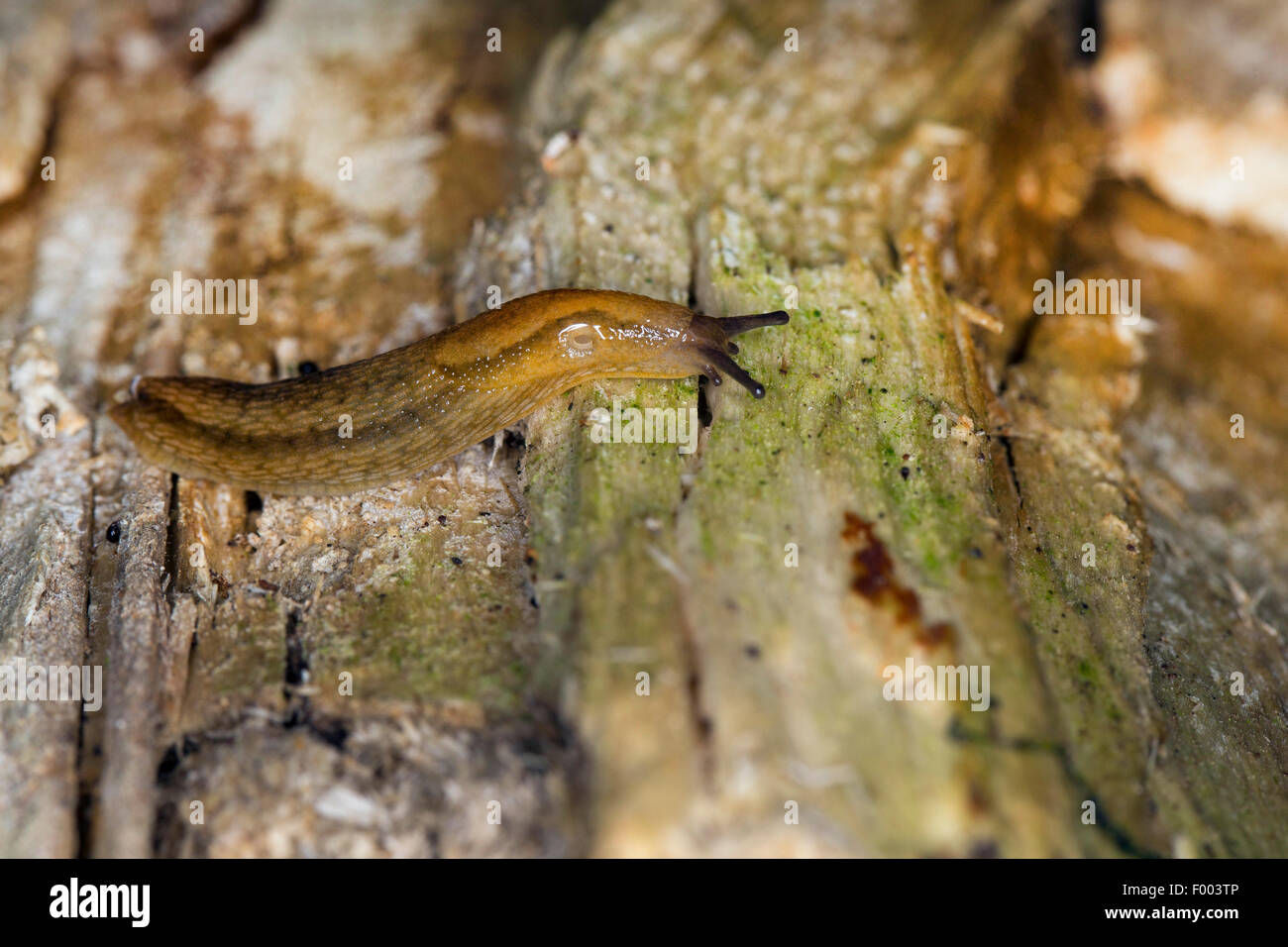 dusky slug, dusky arion (Arion subfuscus), on deadwood, Germany Stock ...
