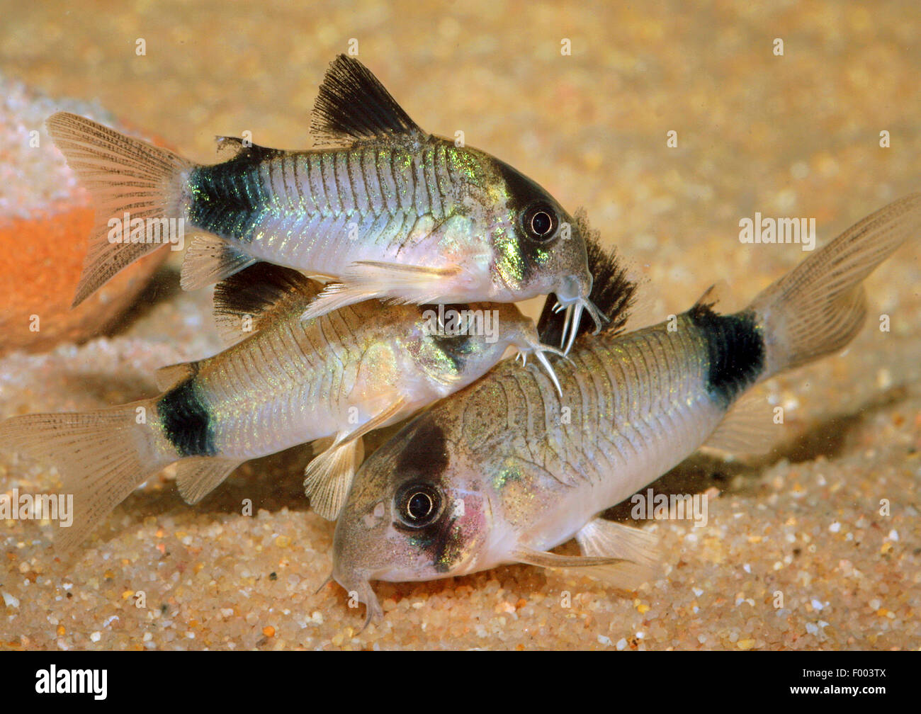 Panda cory (Corydoras panda), three Panda cories at the bottom Stock ...